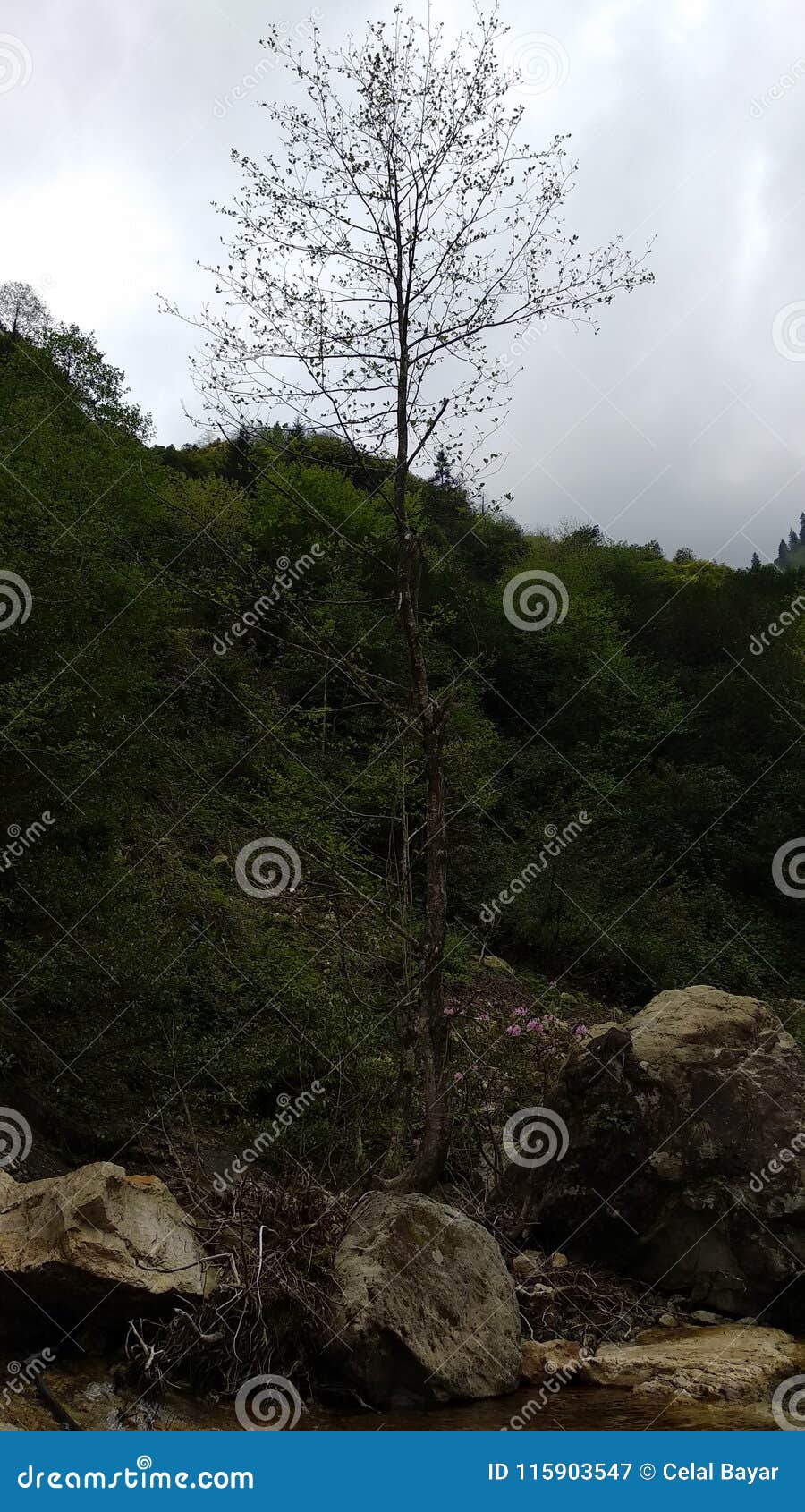 Tree growing on rock stock image. Image of cemetery - 115903547