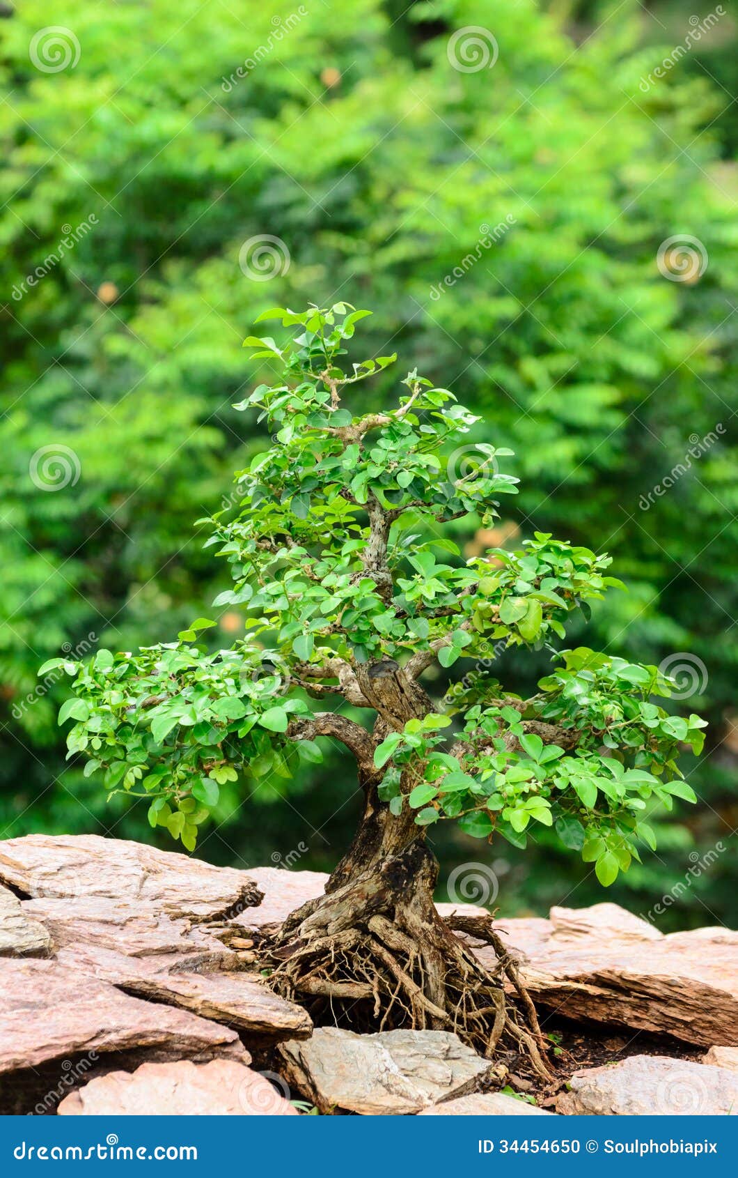 Tree growing on a rock stock photo. Image of gardening - 34454650
