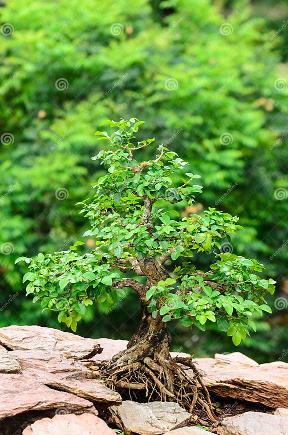 Tree growing on a rock stock photo. Image of gardening - 34454650