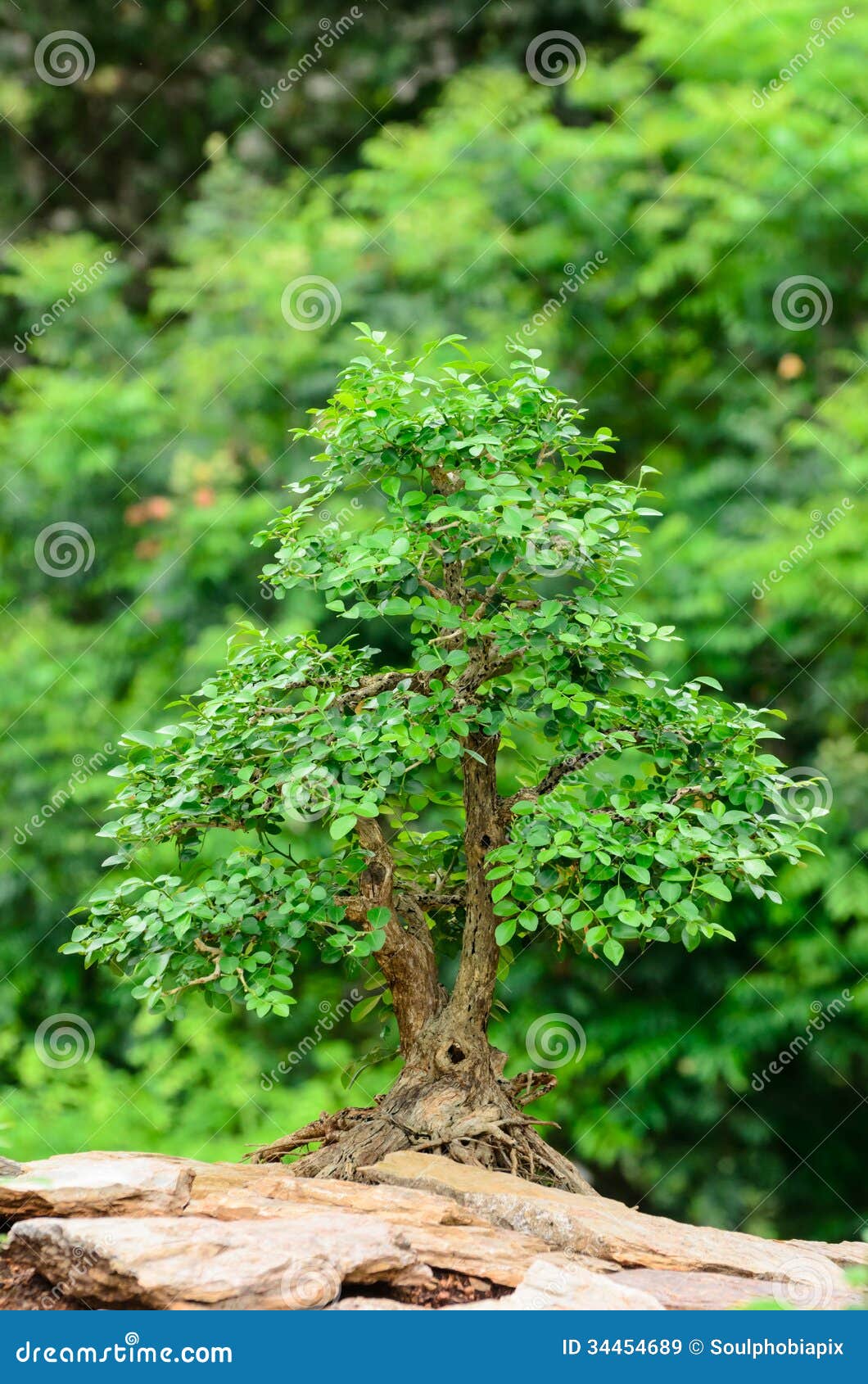 Tree growing on a rock stock image. Image of botany, fresh - 34454689