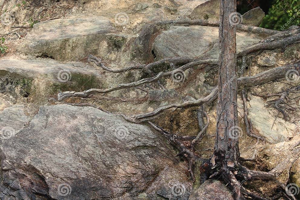 Tree growing on rock stock photo. Image of orange, bark - 226996442