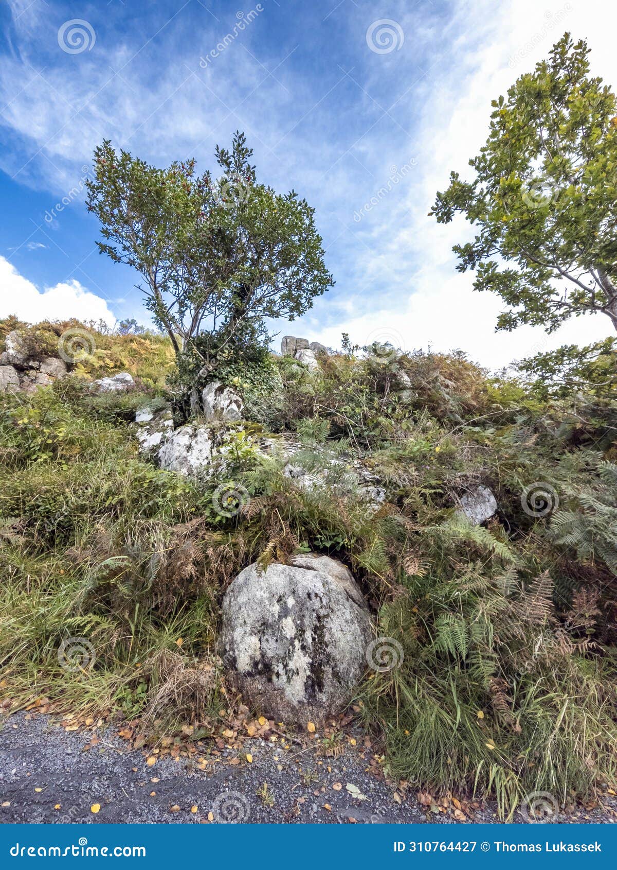 Tree Growing on a Rock in Ireland Stock Image - Image of environment ...