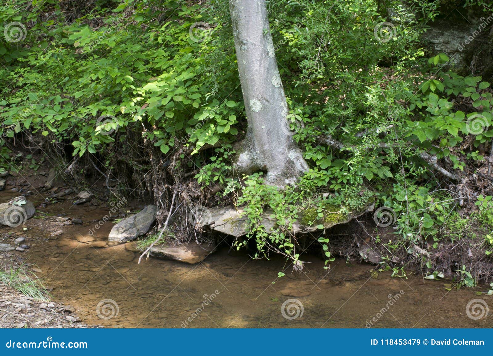Tree growing on rock stock image. Image of small, forest - 118453479