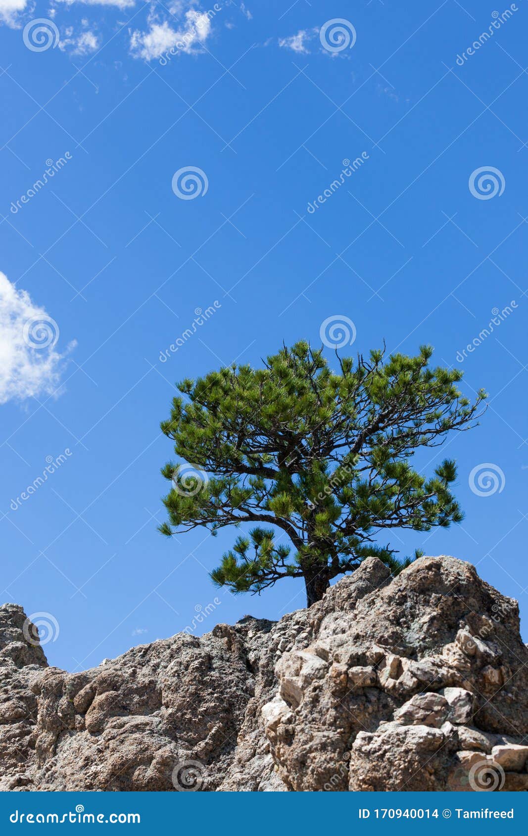 Tree Growing on a Rock stock photo. Image of blue, hike - 170940014