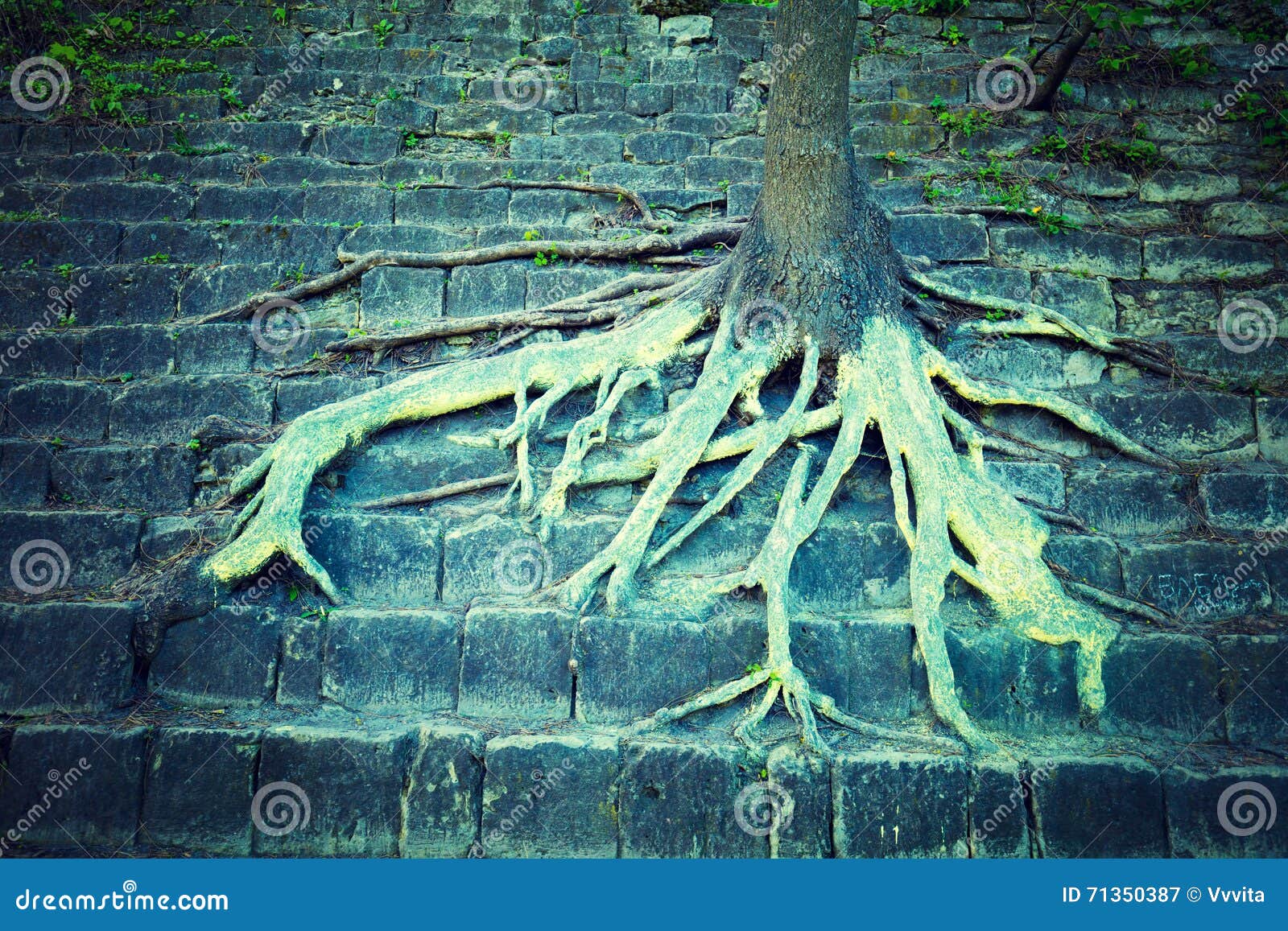 Tree growing on a rock stock image. Image of filter, stairway - 71350387