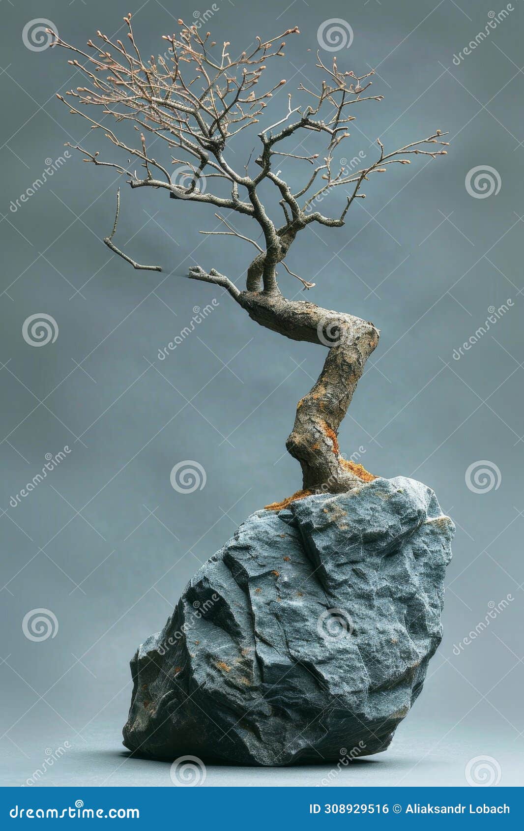 A Tree Growing on a Rock. the Roots are Breaking through the Rocks ...