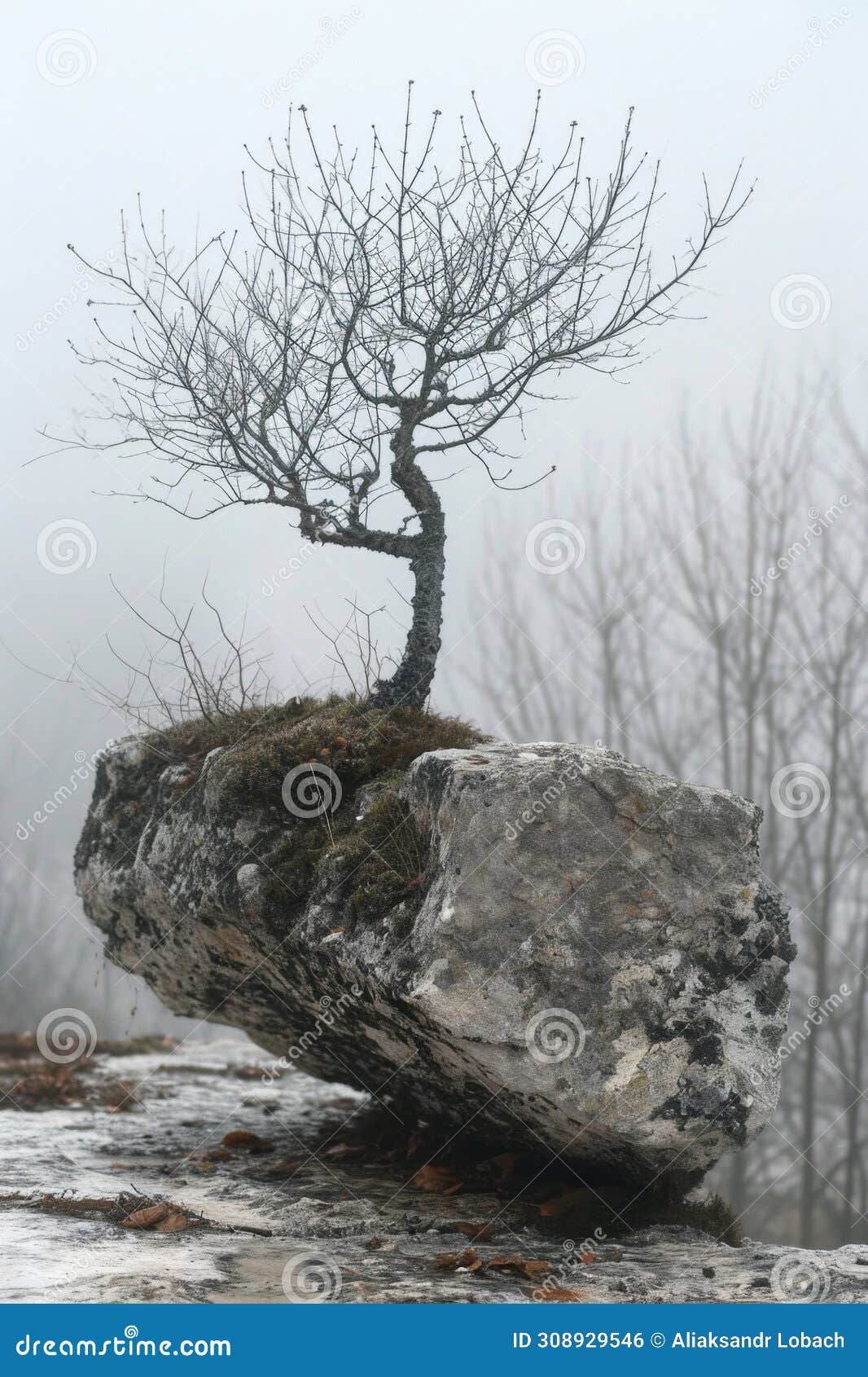 A Tree Growing on a Rock. the Roots are Breaking through the Rocks ...