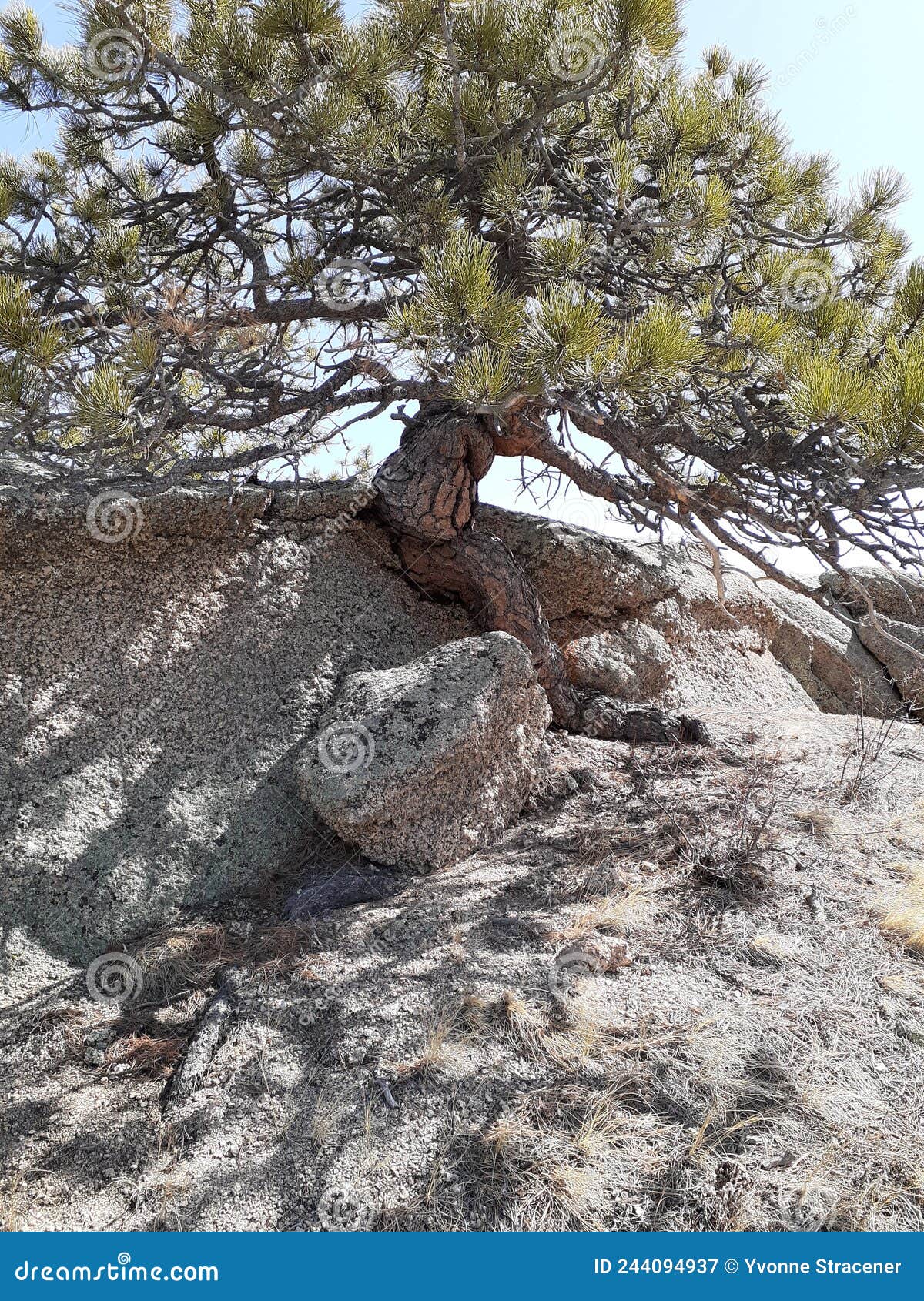 Tree Growing through a Rock Stock Image - Image of forest, plant: 244094937