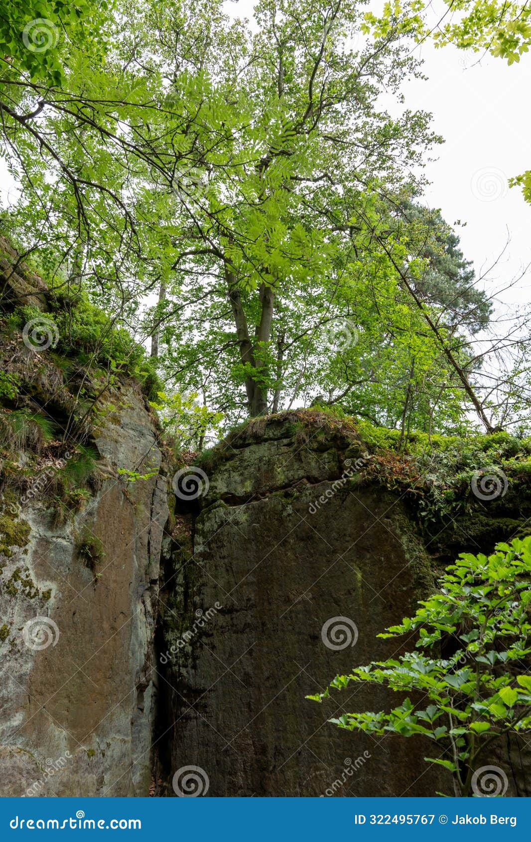 A Tree is Growing on a Rock Stock Image - Image of scenic, environment ...