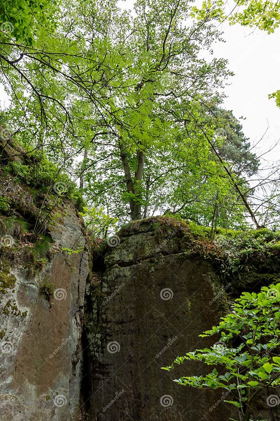 A Tree is Growing on a Rock Stock Image - Image of scenic, environment ...