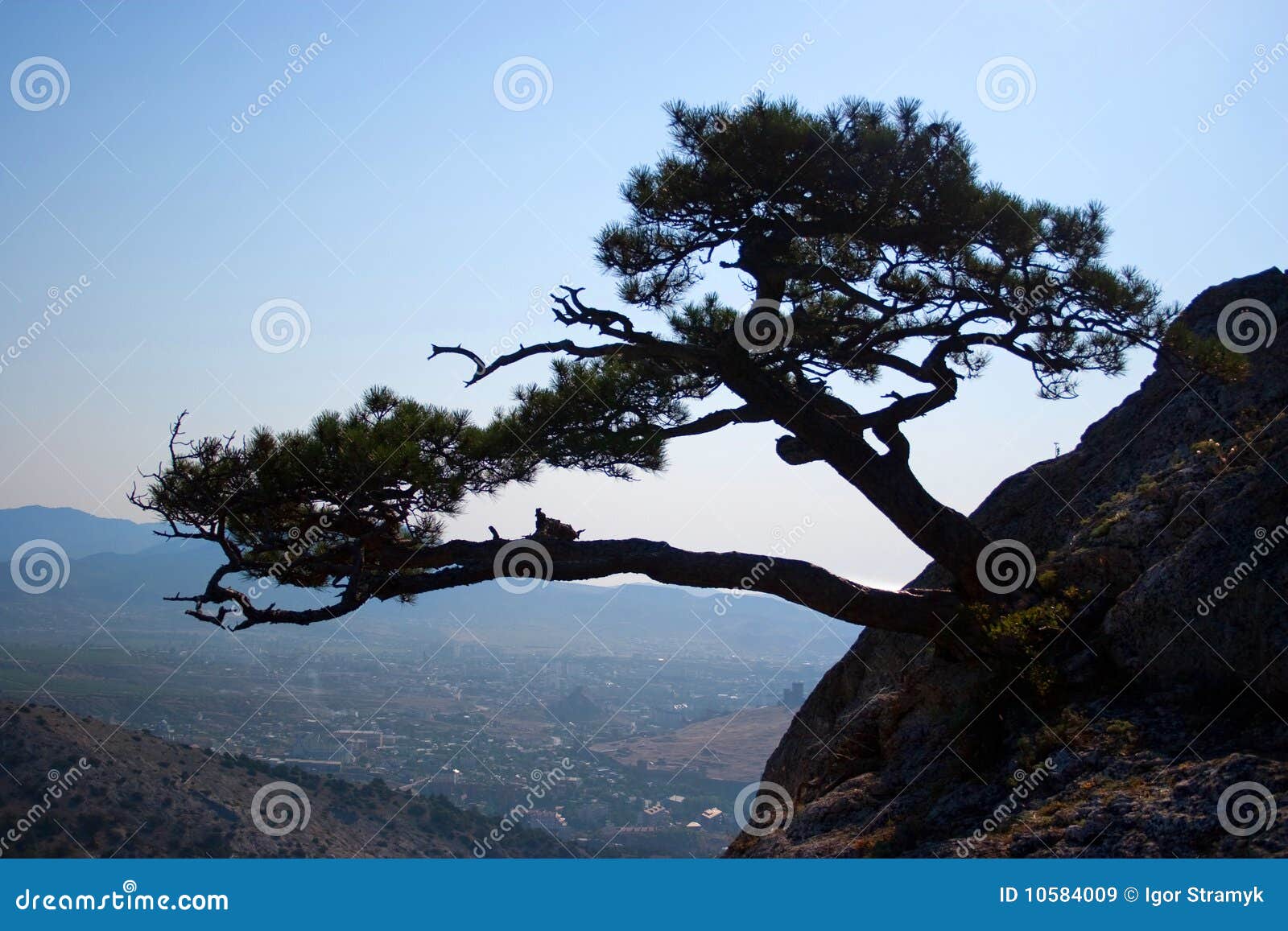 Tree growing on the rocks stock image. Image of skyline - 10584009