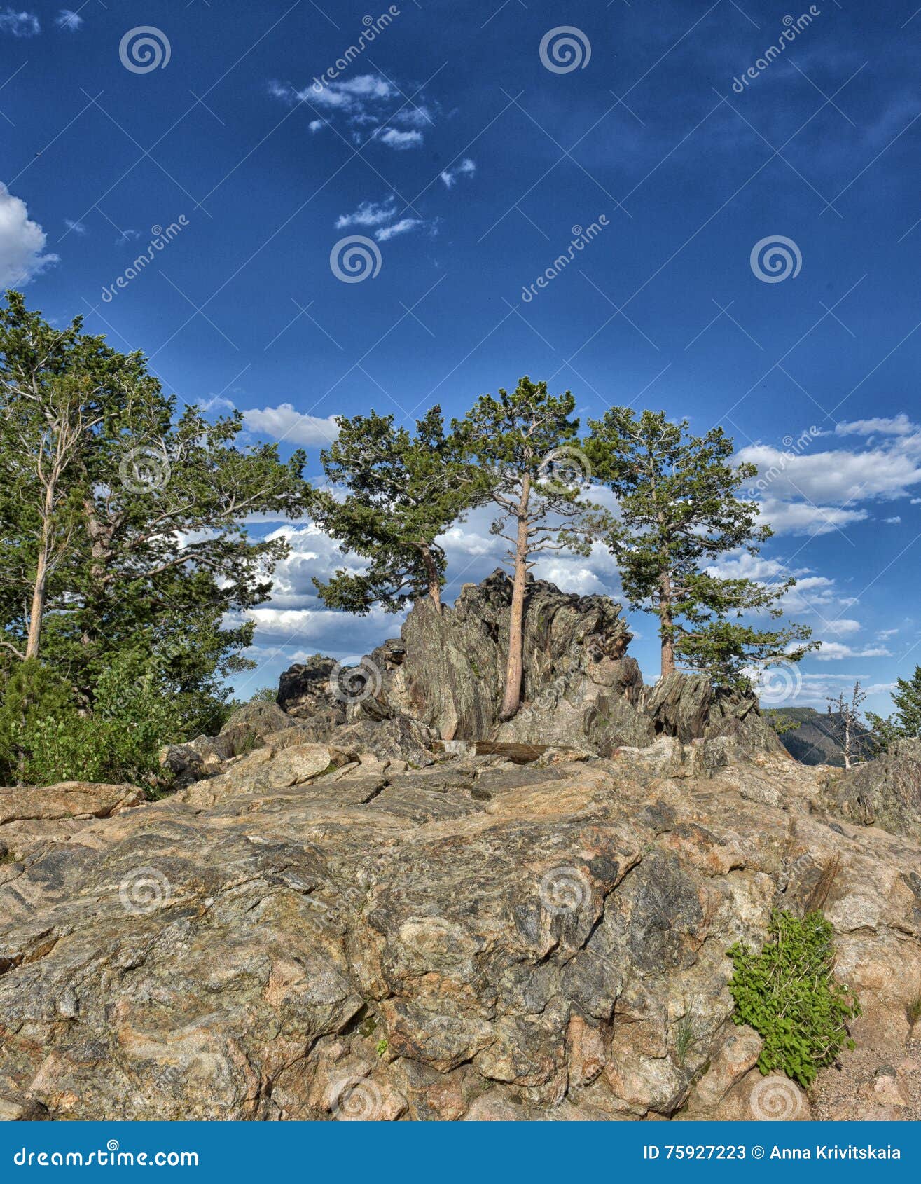 Tree growing on the rocks stock image. Image of national - 75927223