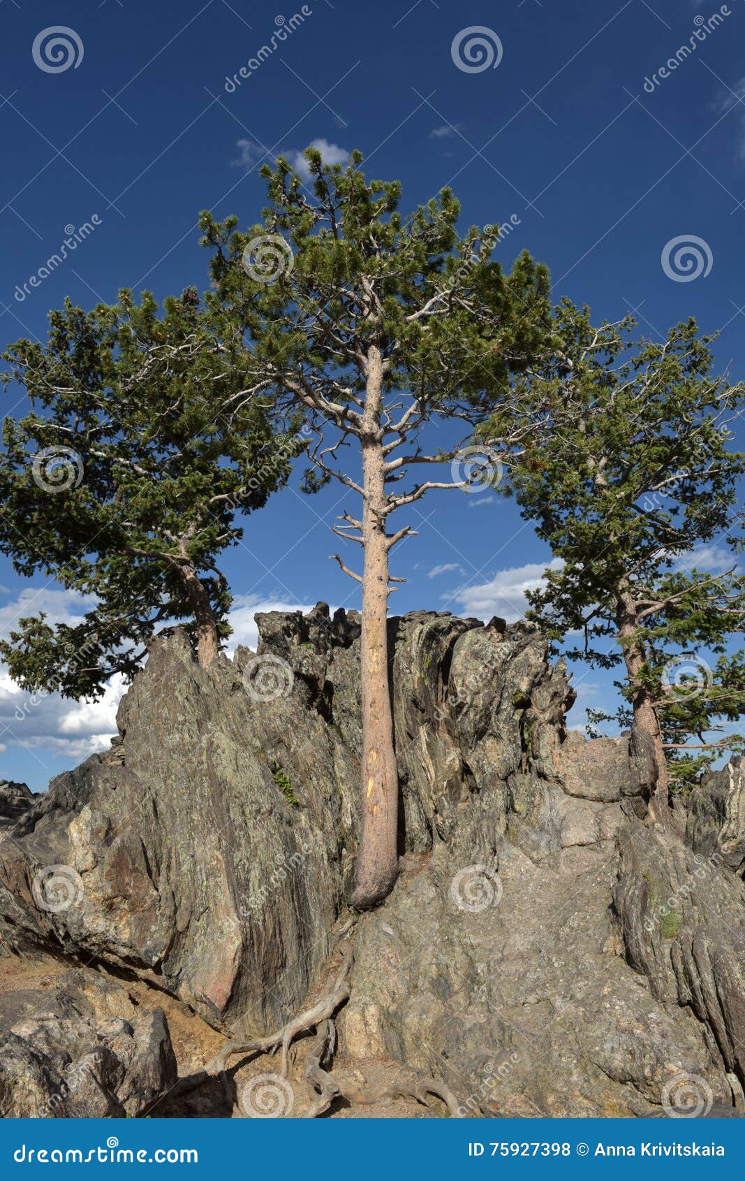 Tree growing on the rocks stock photo. Image of orange - 75927398