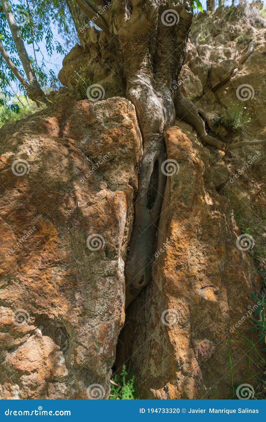 Tree Growing among the Rocks Stock Photo - Image of light, wood: 194733320