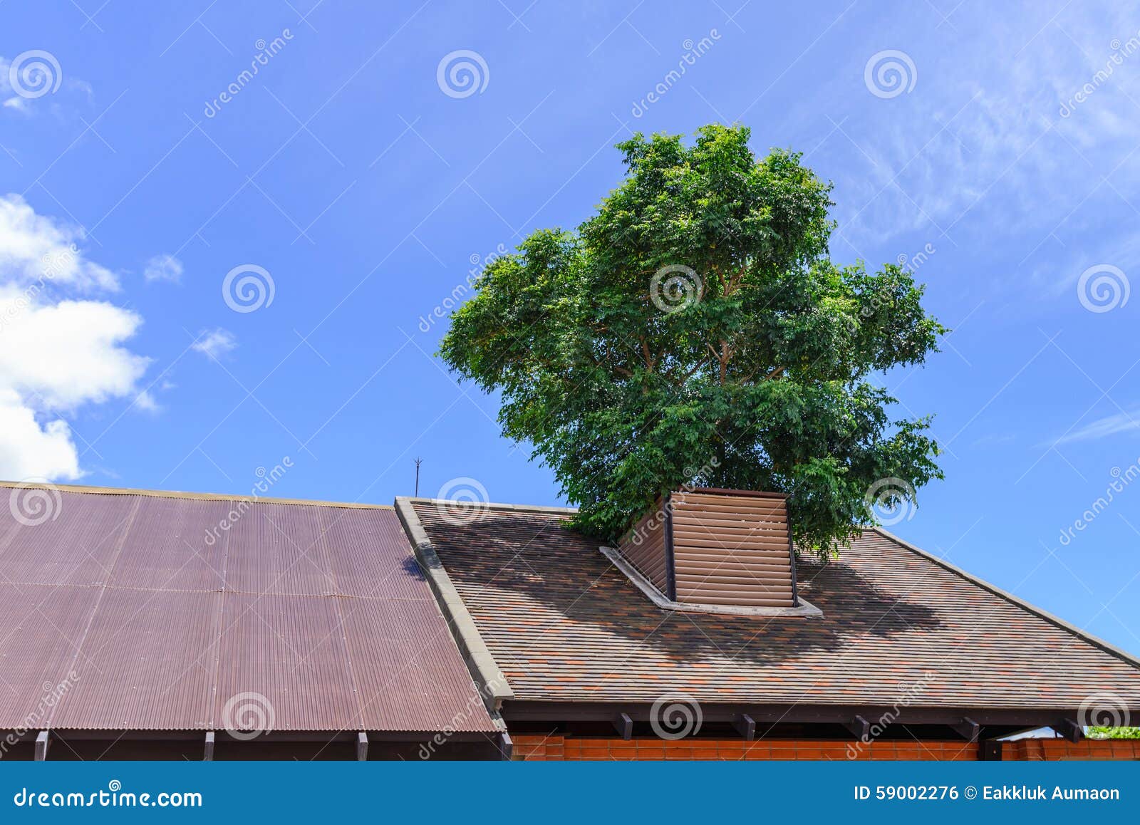 Tree Growing on the Roof is Cool and Pleasant Stock Photo - Image of ...
