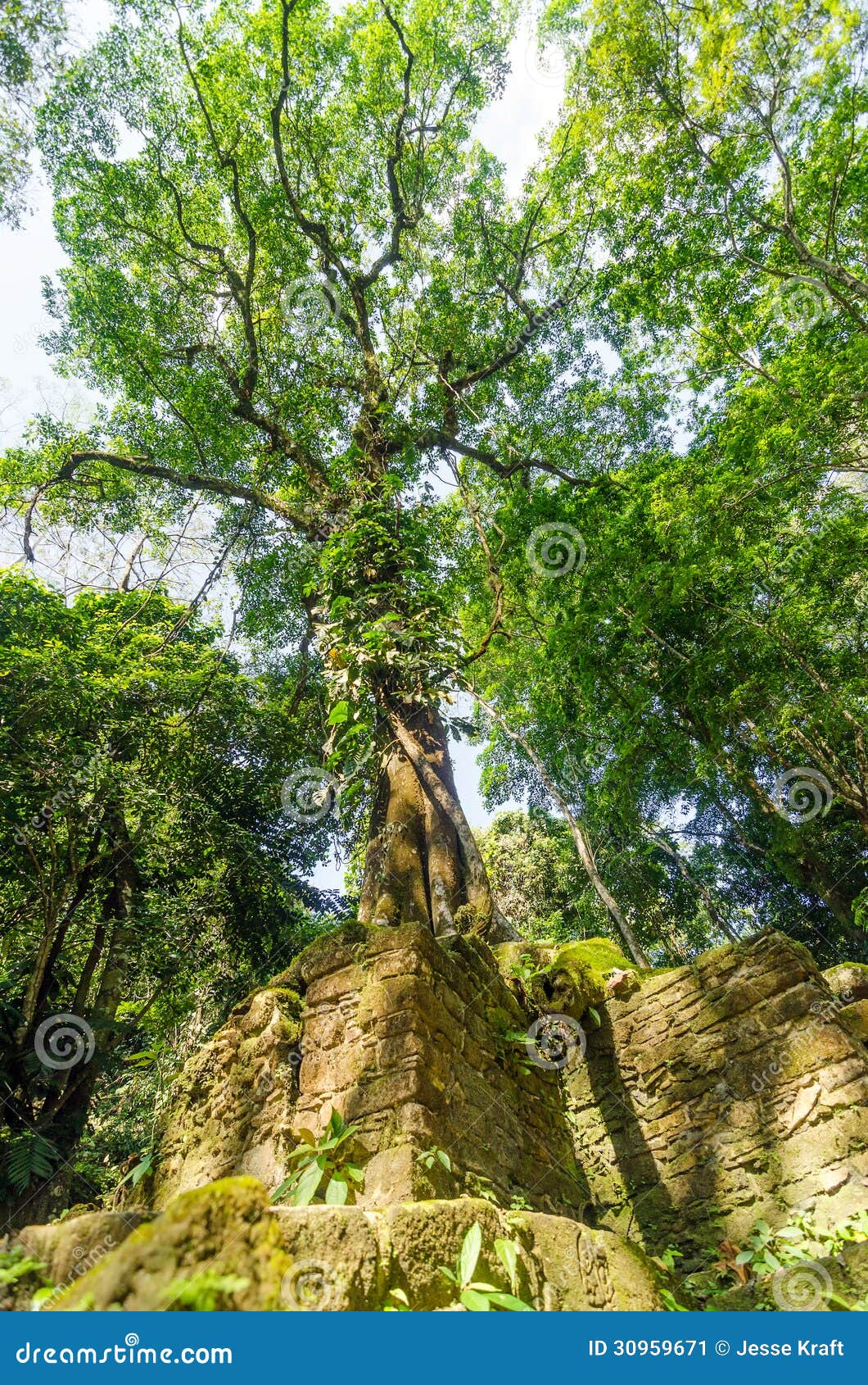 Tree Growing on Ruins stock image. Image of remote, structure - 30959671