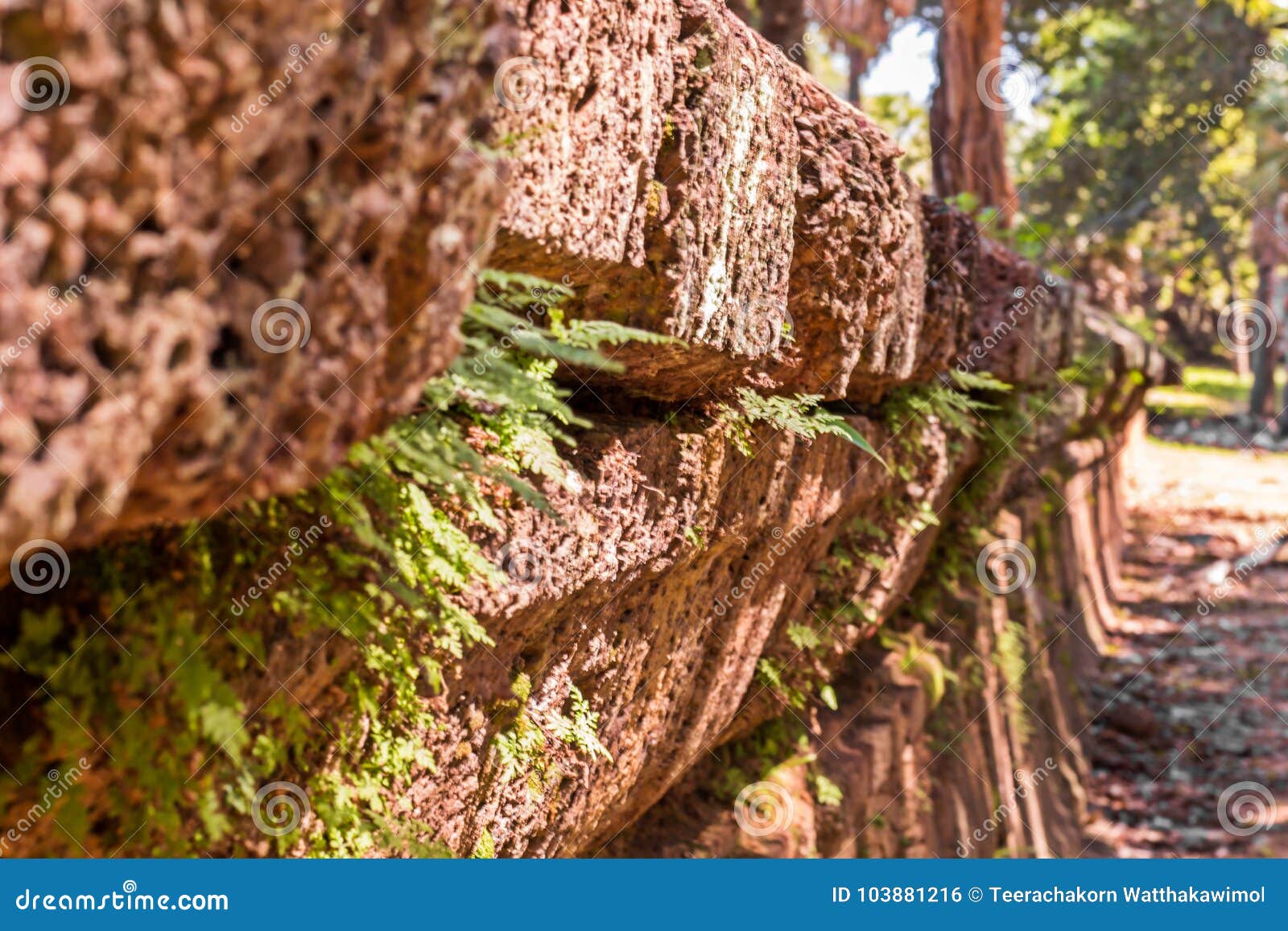 Tree Growing through Sand Stone Wall. Small Tree-during the Growth on ...