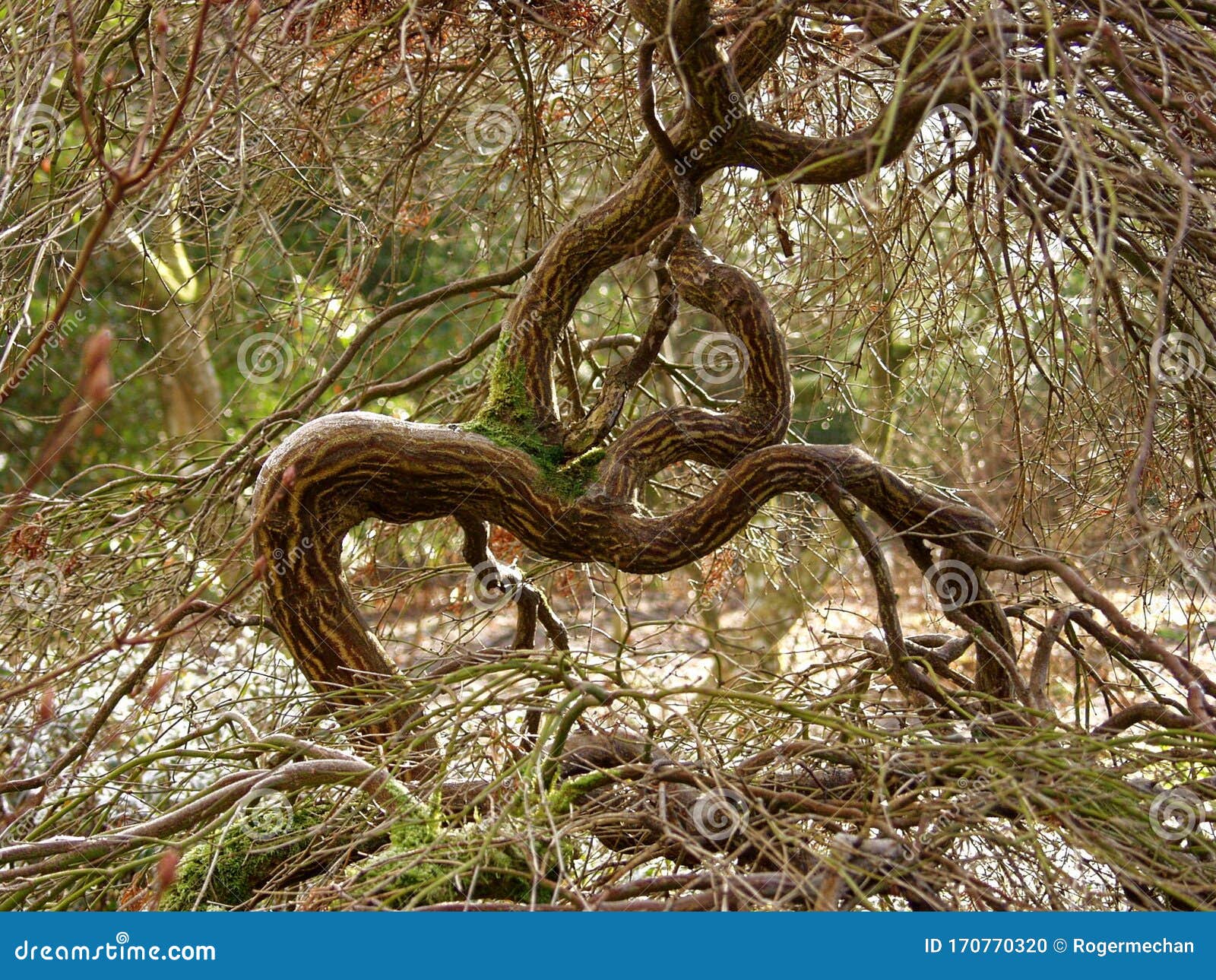 Tree Growing in the Shape of an Alien Creature. Stock Photo - Image of ...