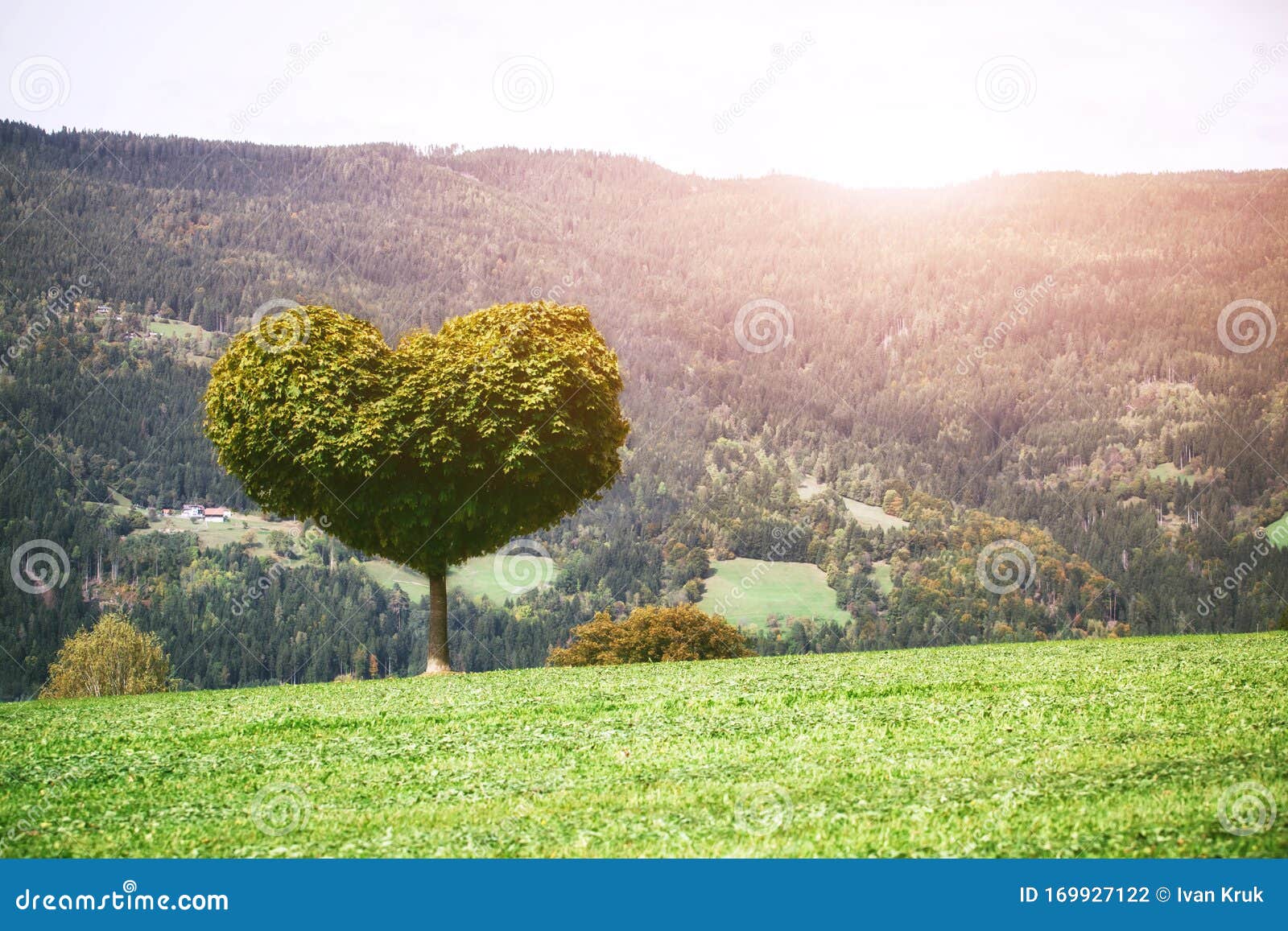 Tree Growing in Shape of Heart. Stock Photo - Image of february ...