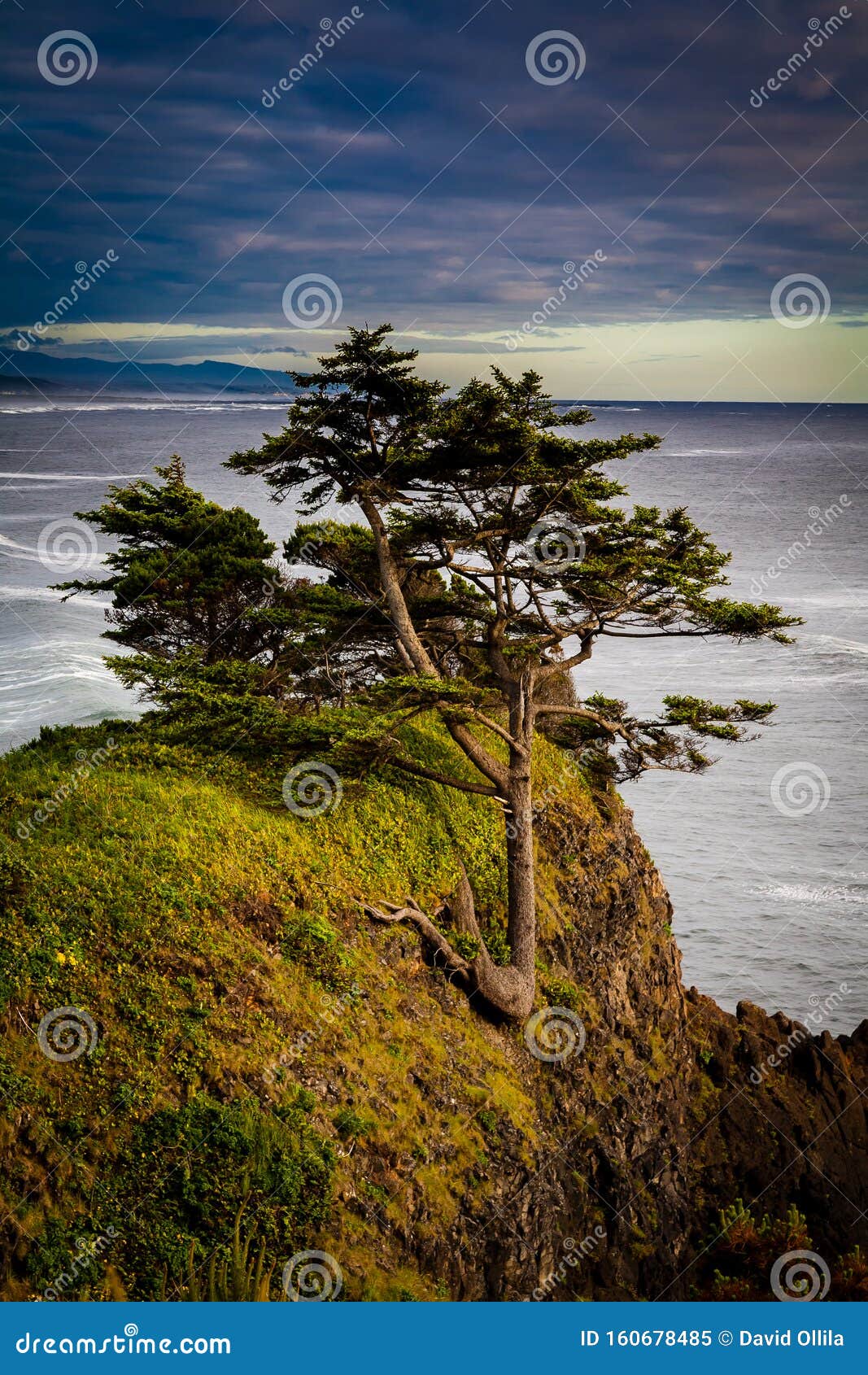 Hanging tree stock image. Image of green, america, hill - 160678485