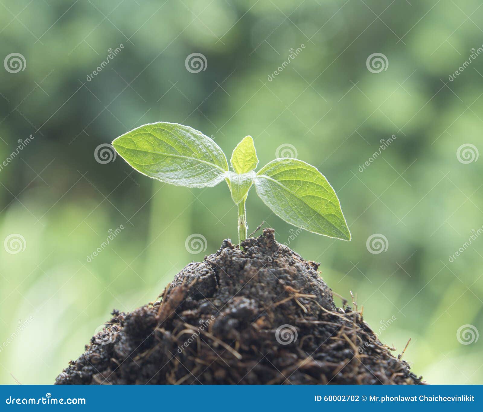 Tree are growing stock photo. Image of plant, development - 60002702