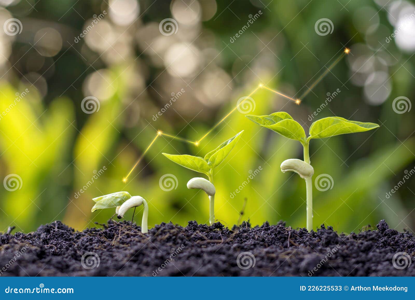 Tree Growing in Soil and Presentation of Germination Sequence ...