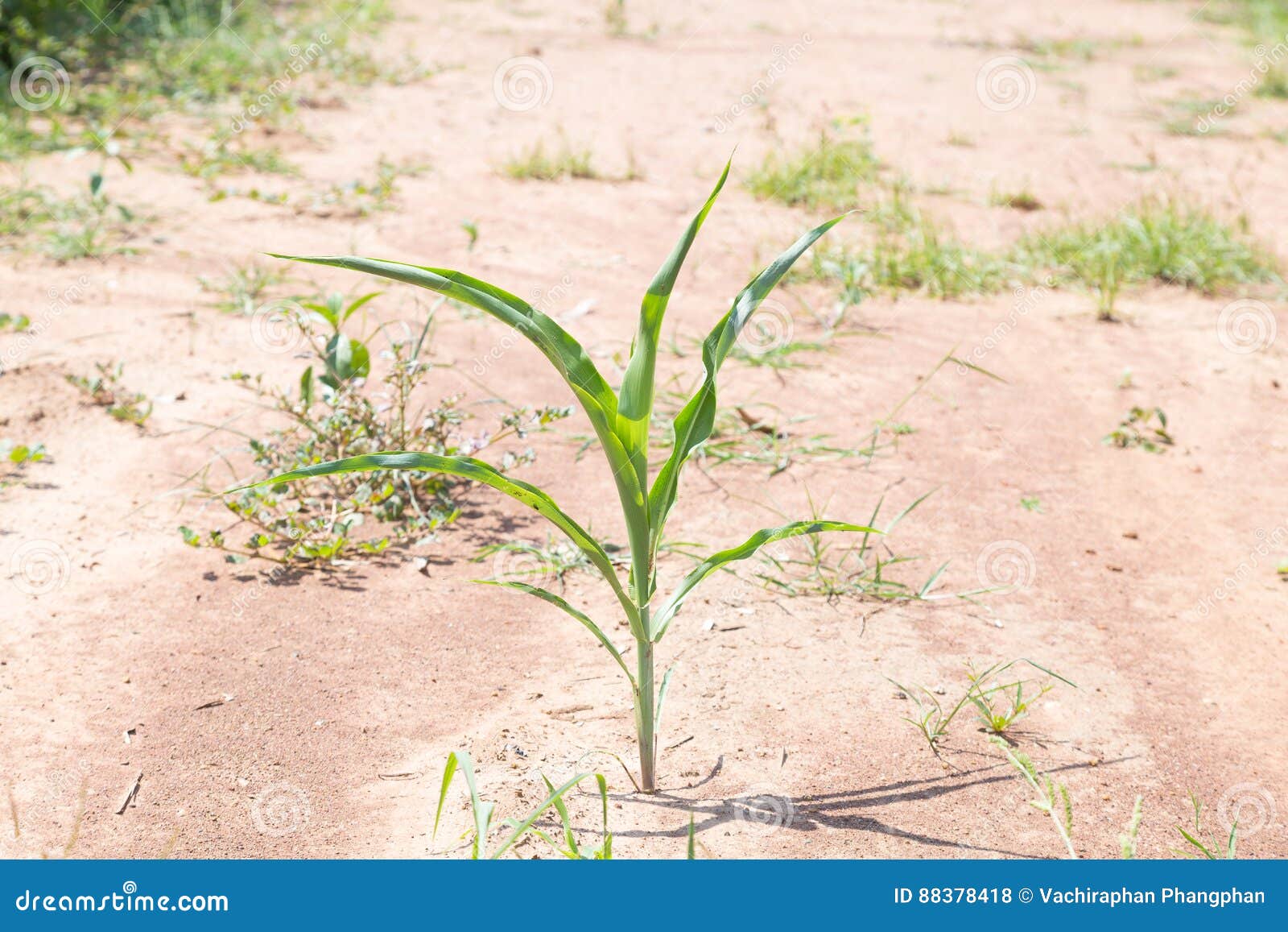 Tree growing on soil stock photo. Image of nature, leaf - 88378418