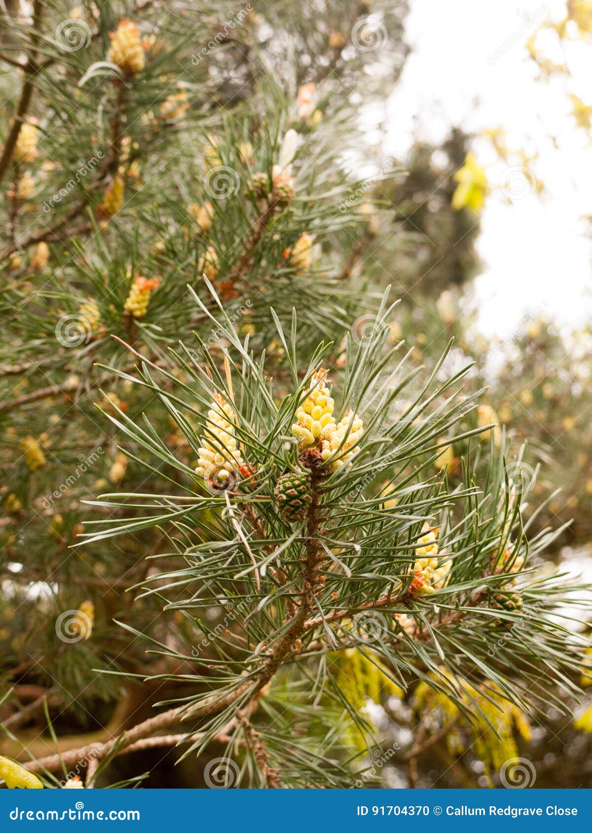 Tree Growing in Spring Spiky Pines Chill Stock Photo - Image of branch ...