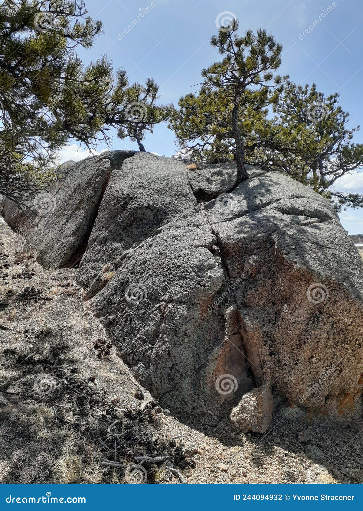Tree Growing through the Stone Stock Photo - Image of trail, walking ...