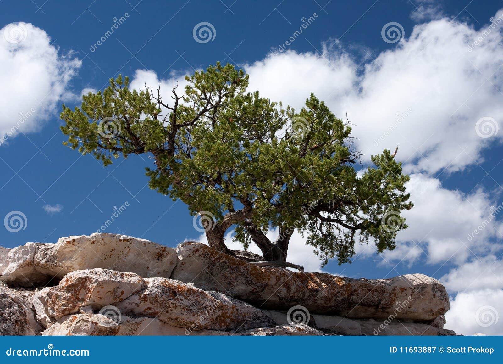 Tree Growing on the Stone Ledge Stock Image - Image of solitude ...