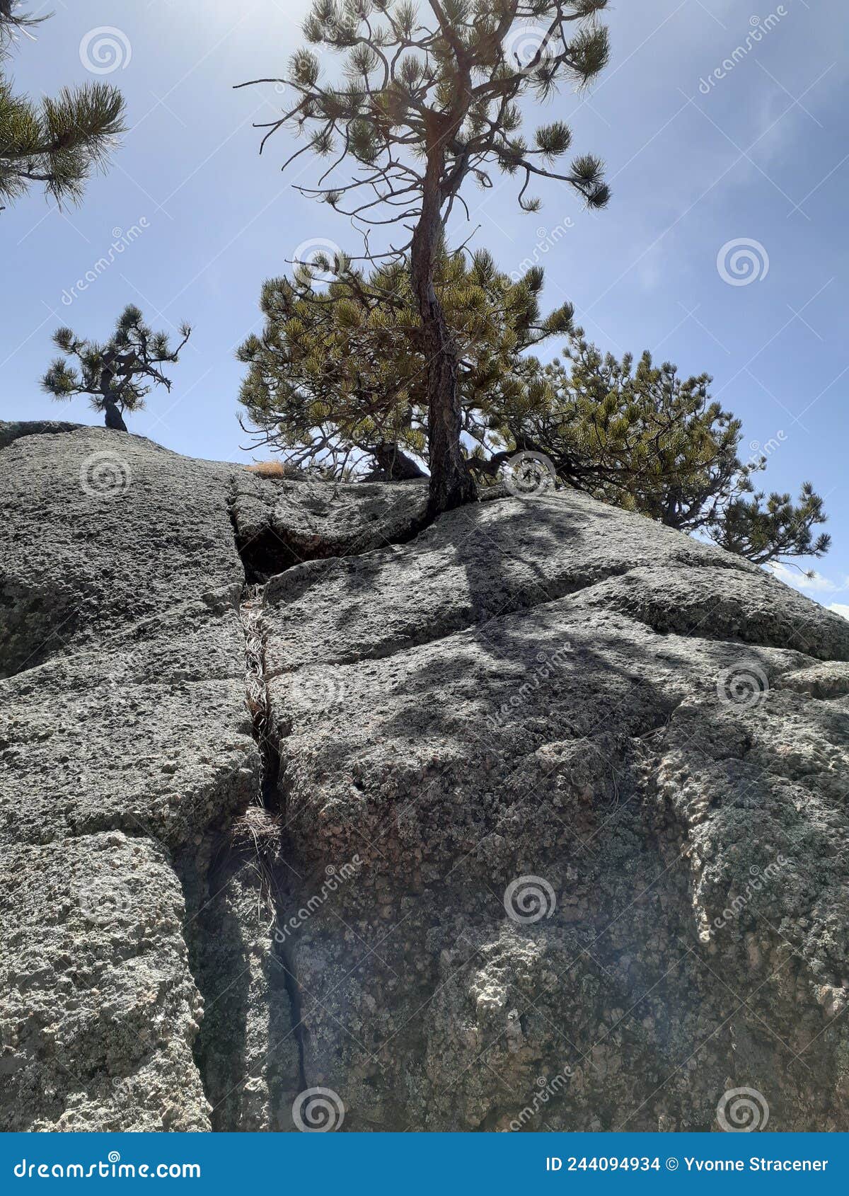 Tree Growing through the Stone Stock Photo - Image of ruins, cliff ...