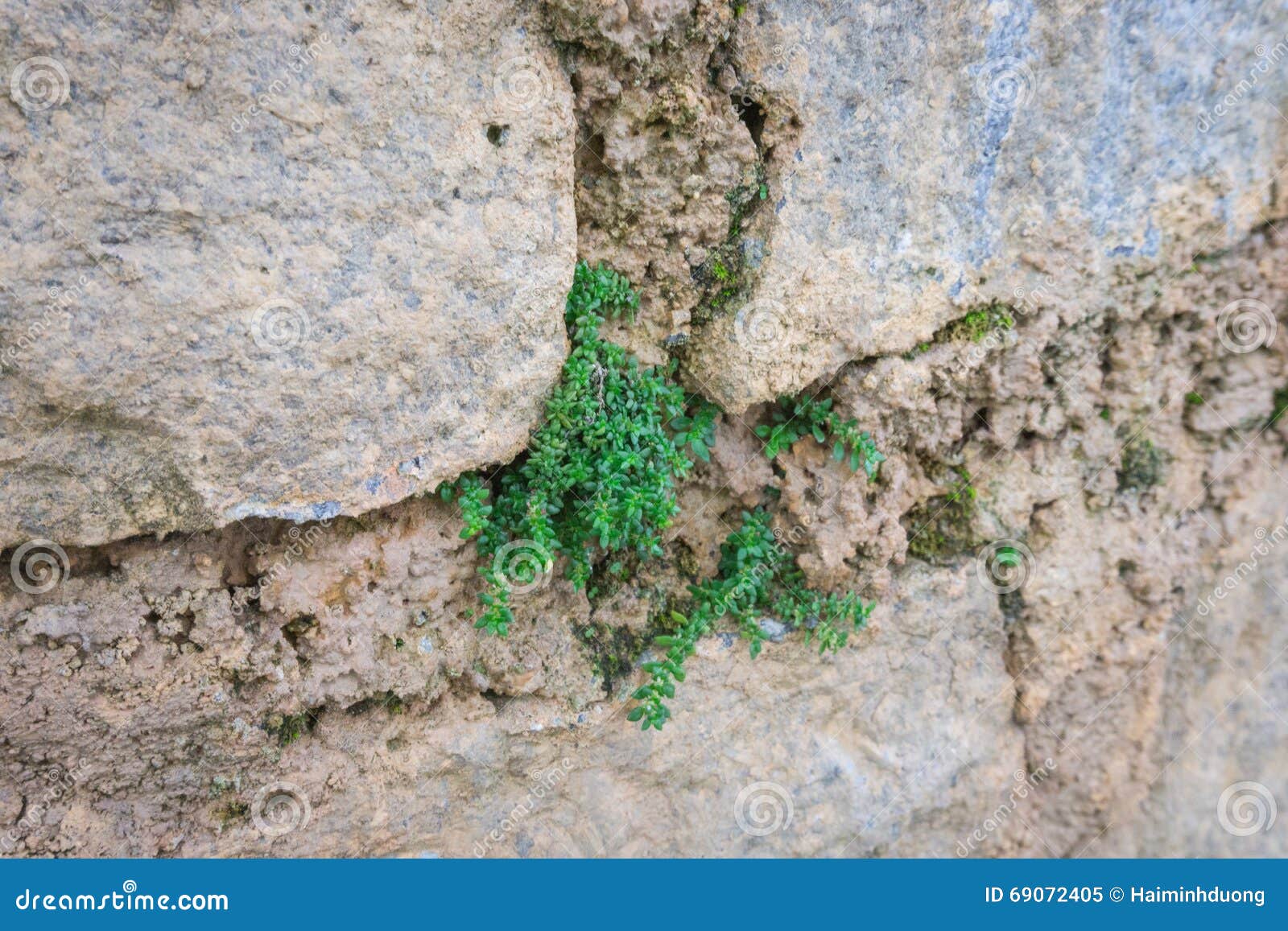 Tree Growing in a Stone Wall Stock Image - Image of brick, cement: 69072405