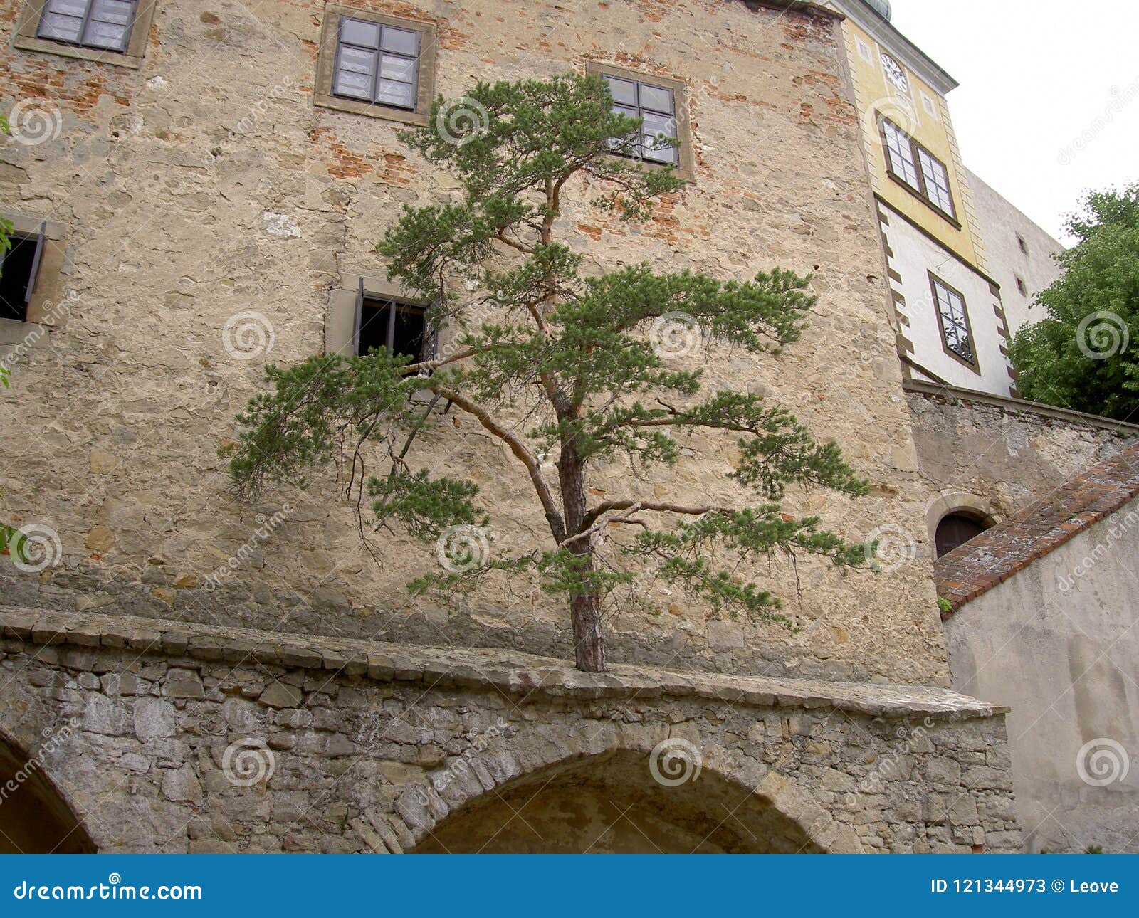 Tree Growing from Stone Wall Stock Image - Image of trunk, leaves ...