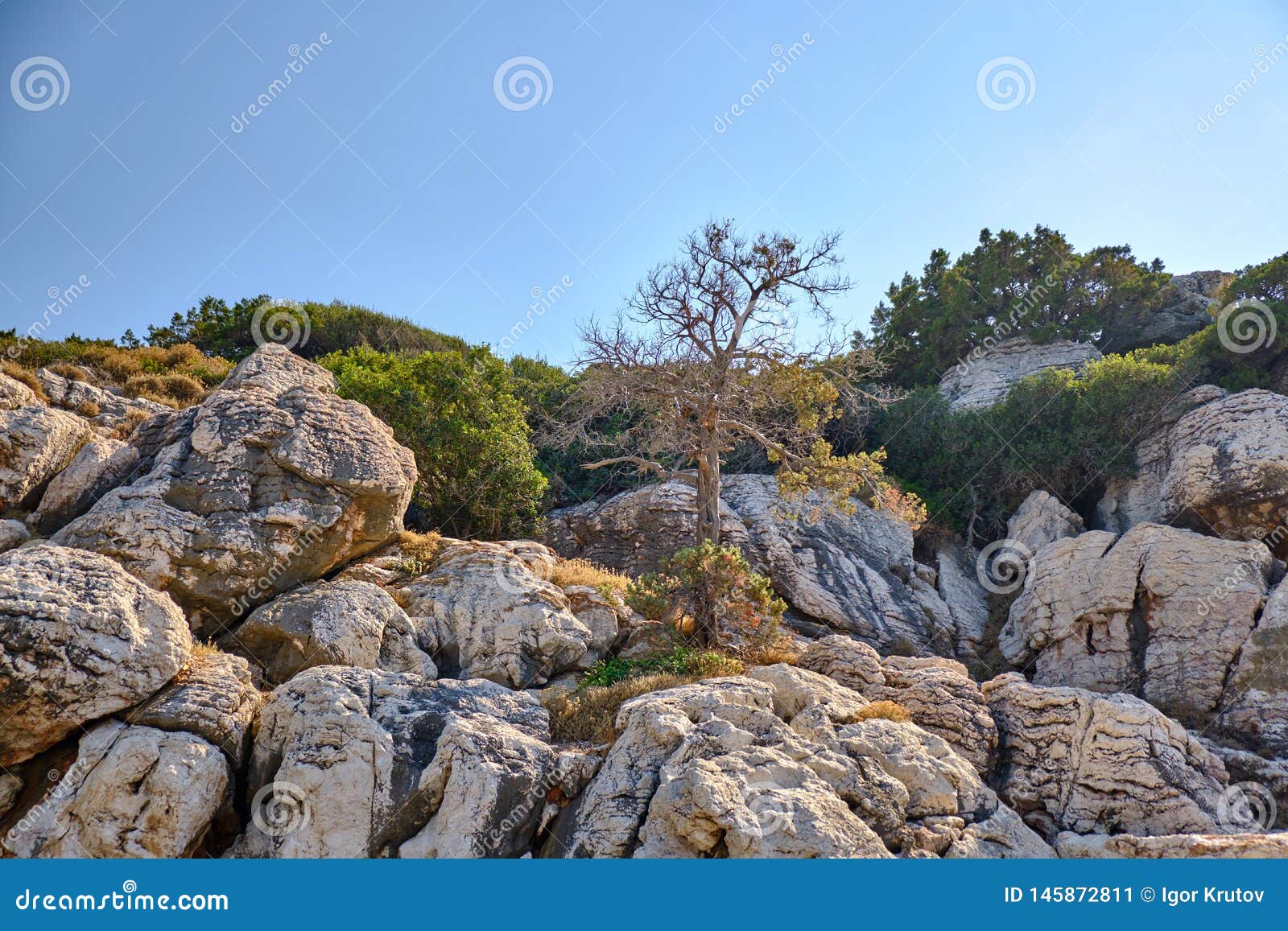 Tree Growing among the Stones on the Mountain Stock Image - Image of ...