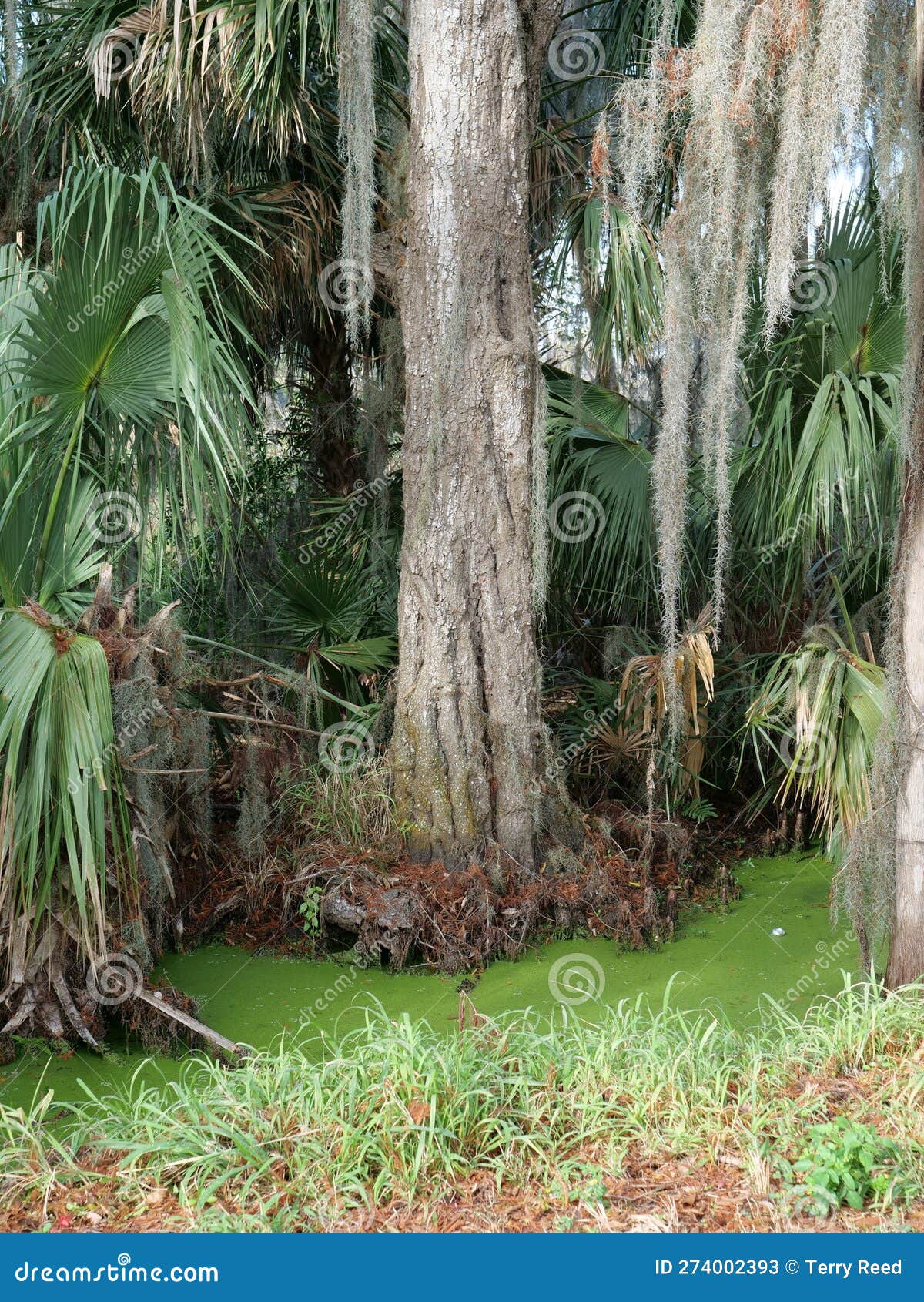 A Tree Growing in a Swamp with Green Algae Stock Image - Image of ...