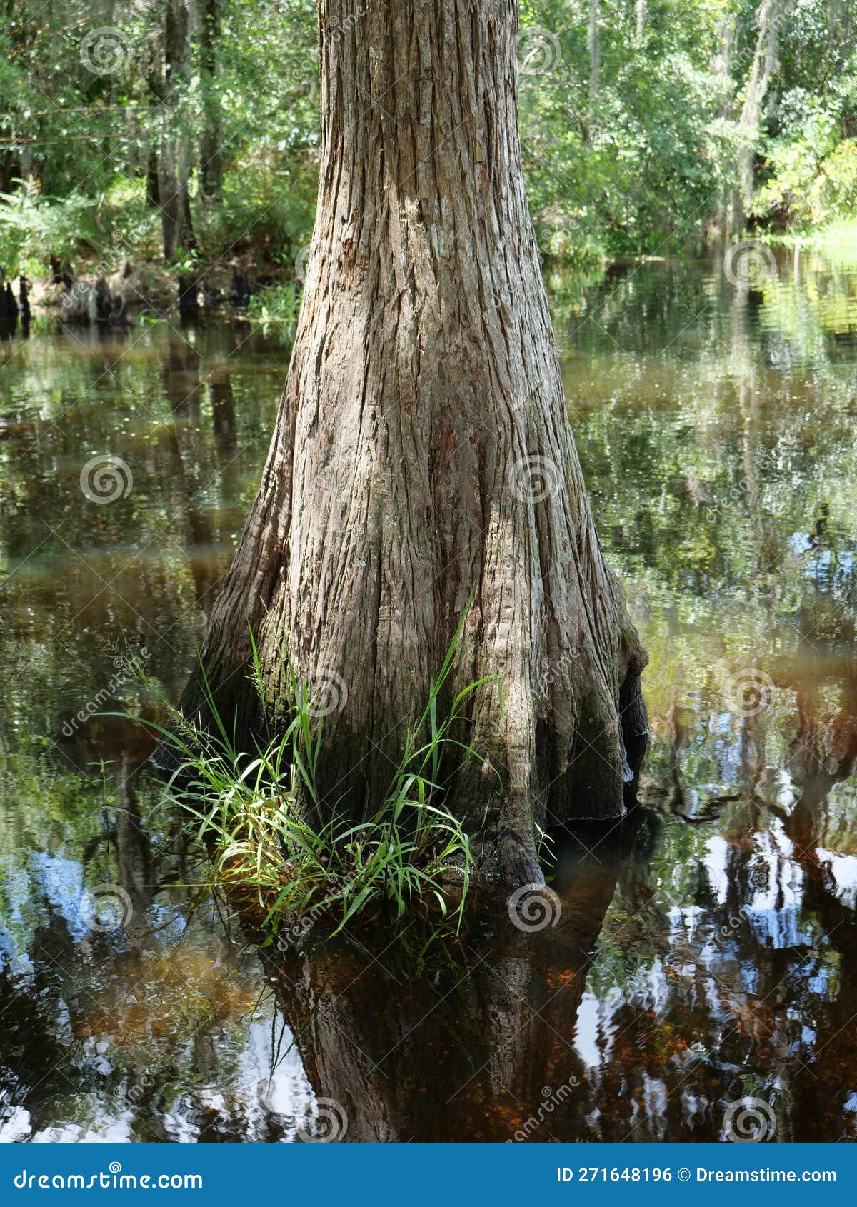 Tree growing in a swamp stock photo. Image of sunlight - 271648196