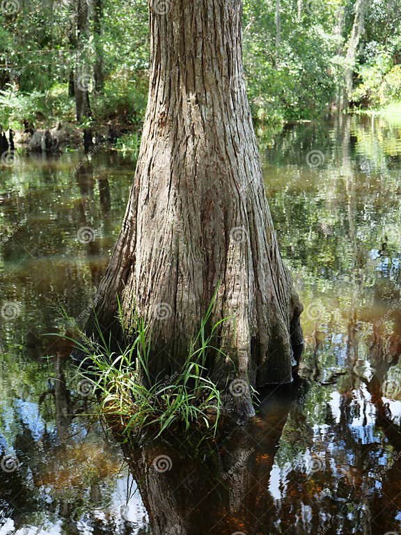 Tree growing in a swamp stock photo. Image of sunlight - 271648196