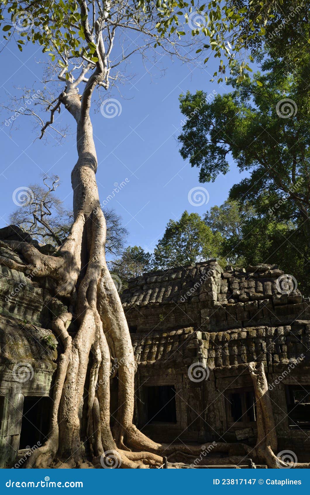 Tree Growing at Ta Phrom Temple Stock Image - Image of famous, branches ...
