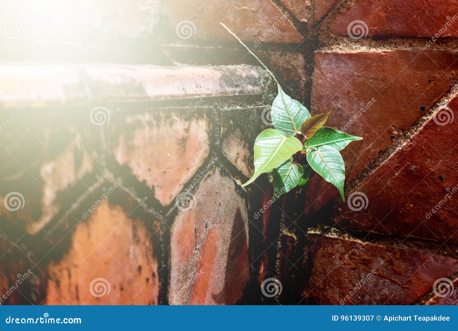Tree Growing from the Tiled Niche Stock Image - Image of leaf, hope ...