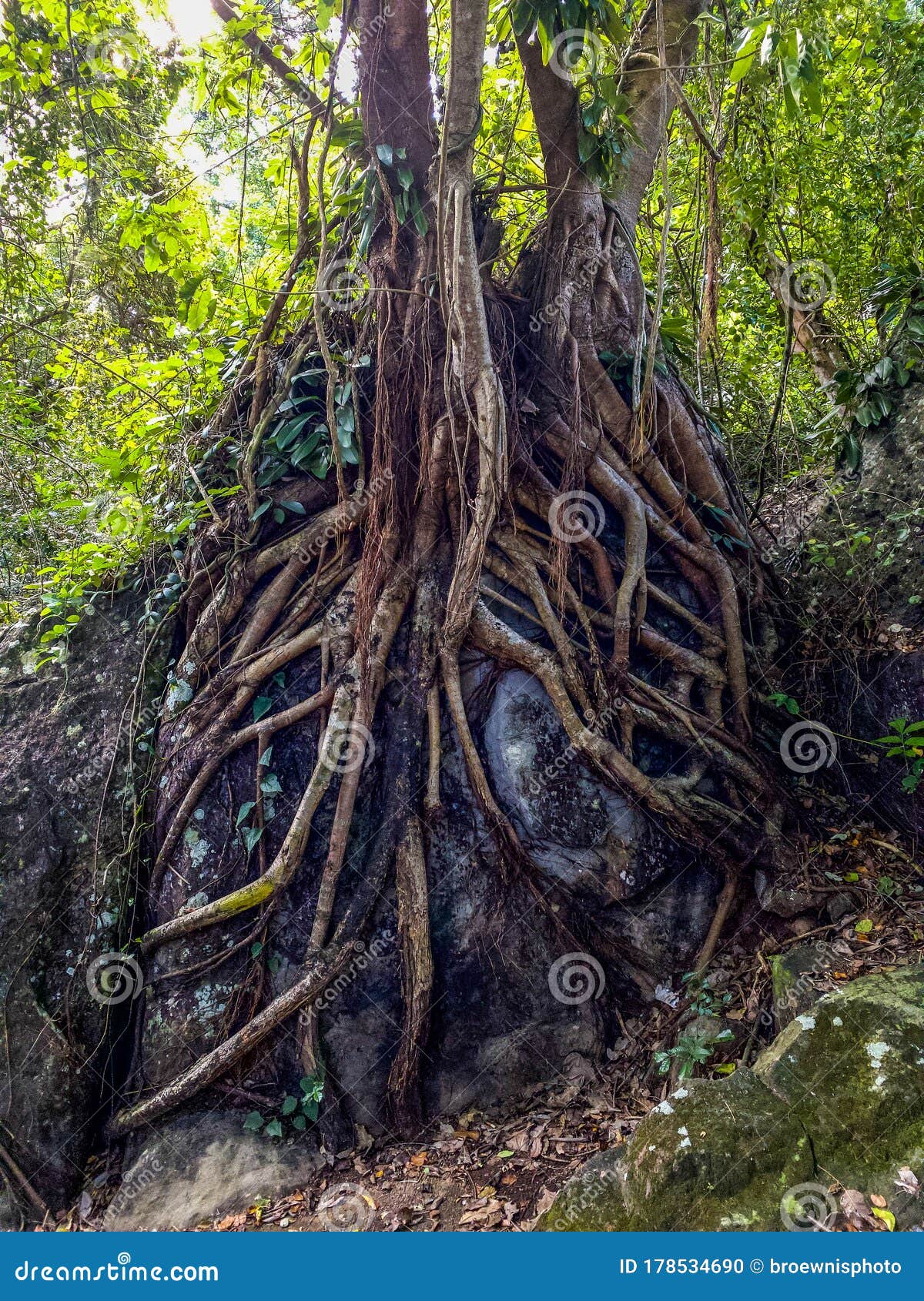Tree Growing on Top of a Boulder Stock Photo - Image of green, strong ...