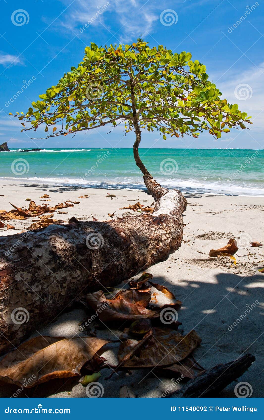 Tree Growing Towards the Sea Stock Photo - Image of trunk, landscape ...