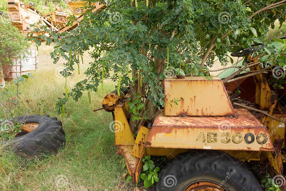 A Tree Growing Trough a Old Buggy Stock Image - Image of nature, trunk ...