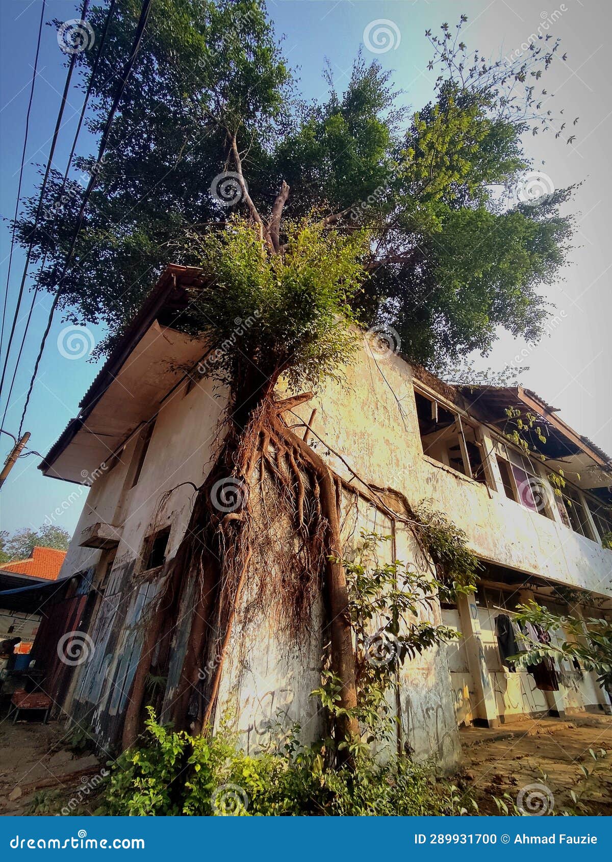 A Tree Growing Up the Wall of an Old Building Stock Photo - Image of ...