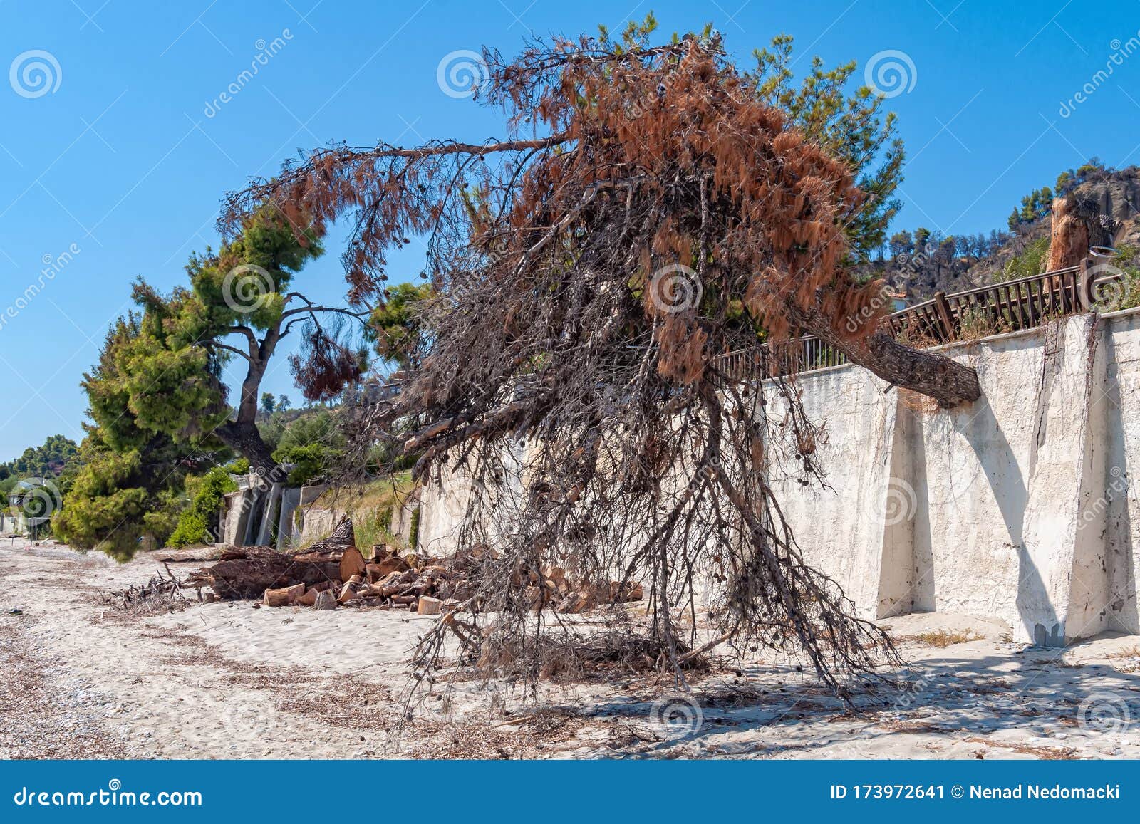 Tree Growing through the Wall Stock Image - Image of people, pine ...