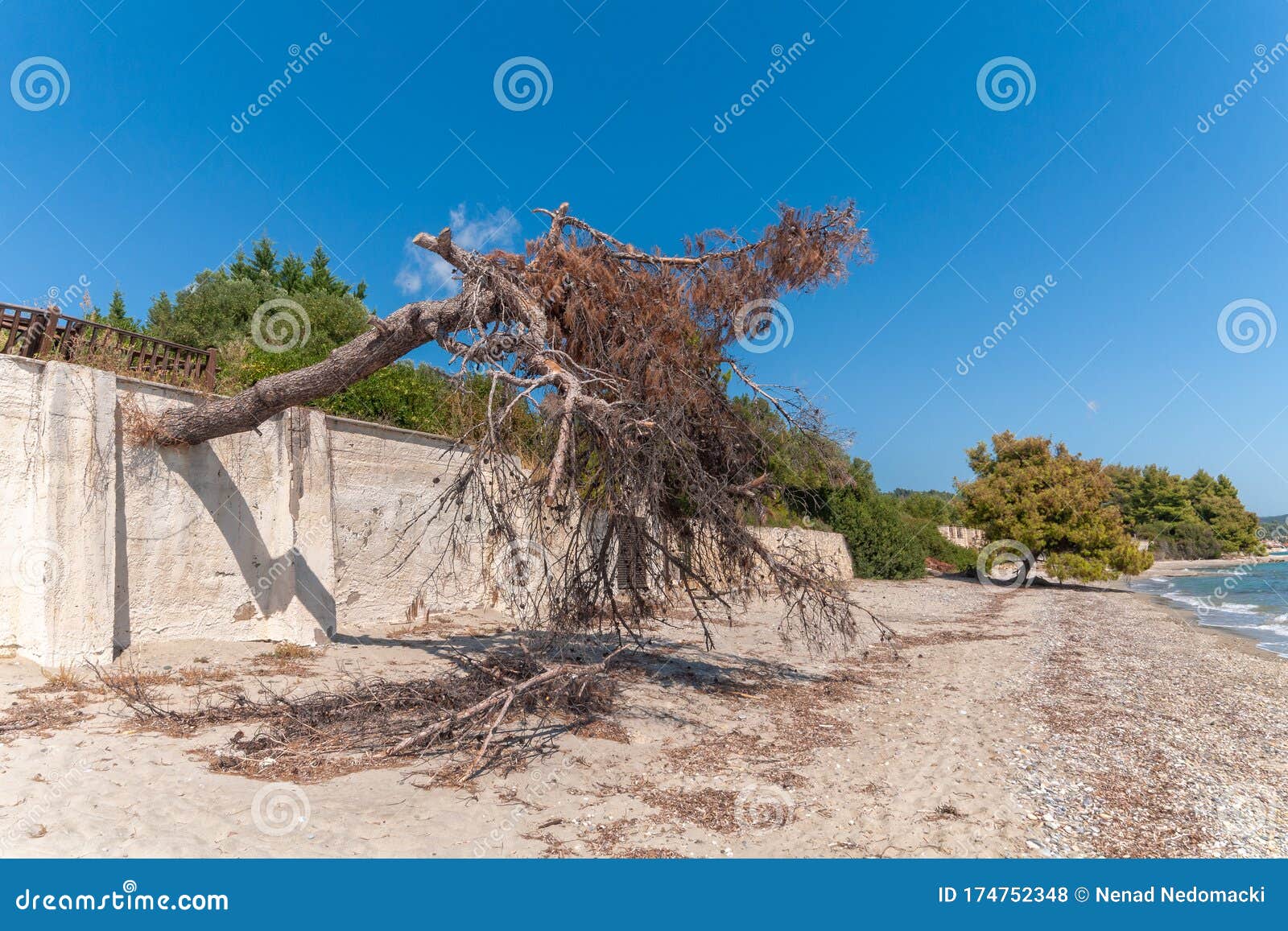 Tree Growing through the Wall Stock Photo - Image of outdoor, landscape ...