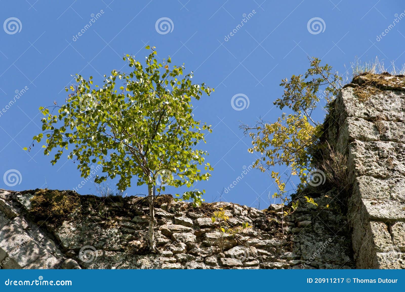 A tree growing on a wall stock image. Image of summer - 20911217