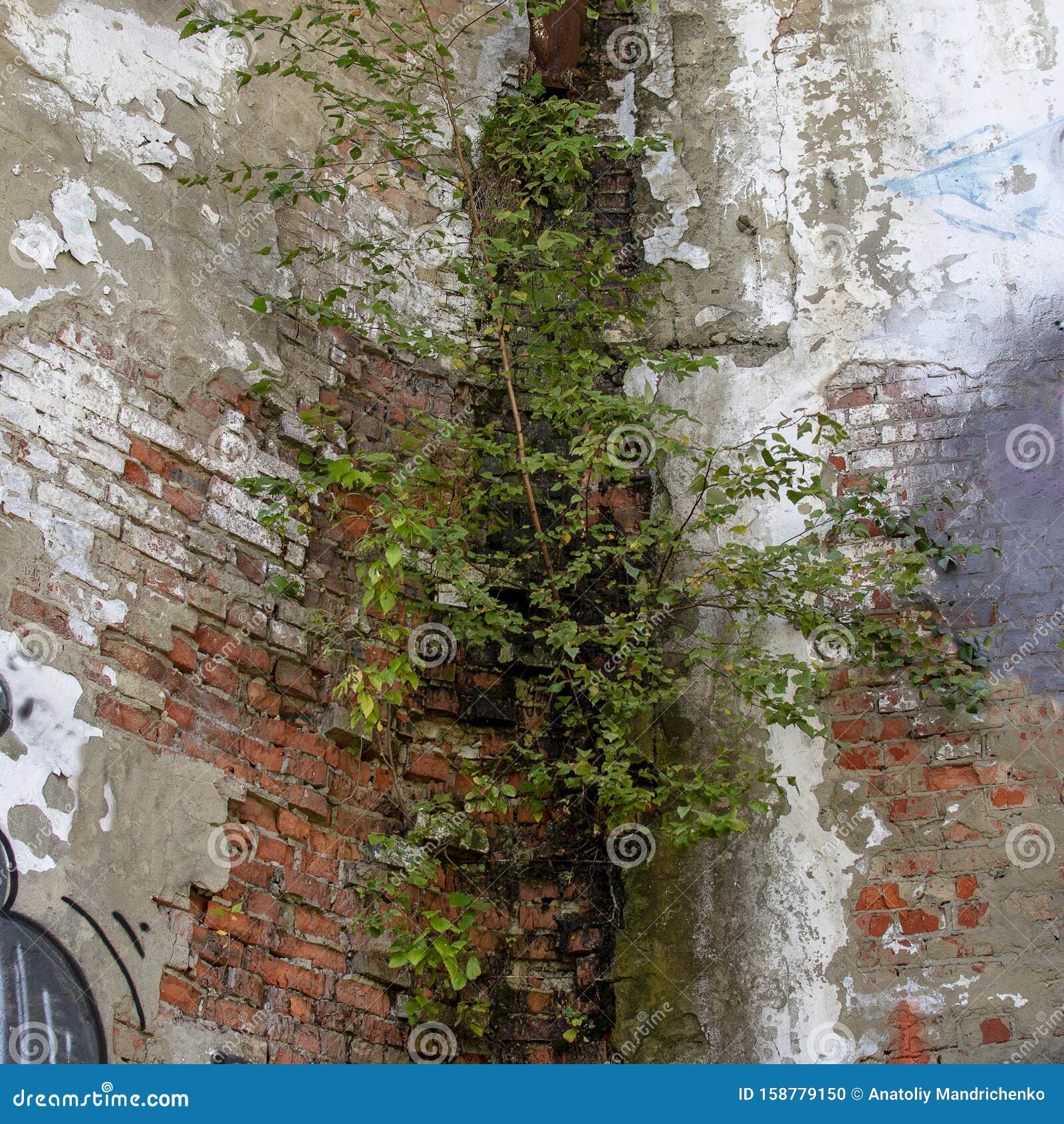 Tree Growing in the Wall of a Building Stock Photo - Image of life ...