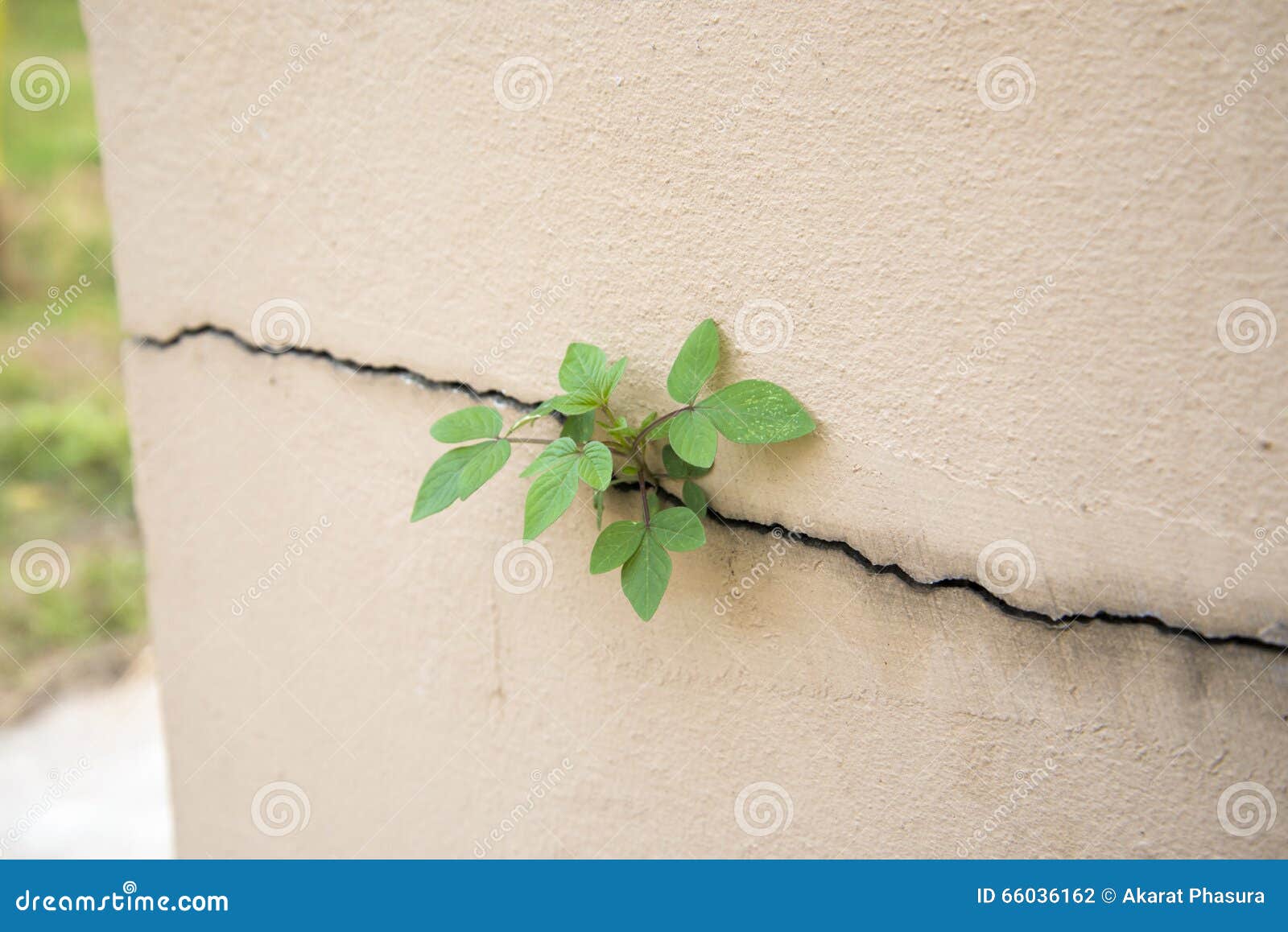 Tree growing through wall stock photo. Image of sprout - 66036162