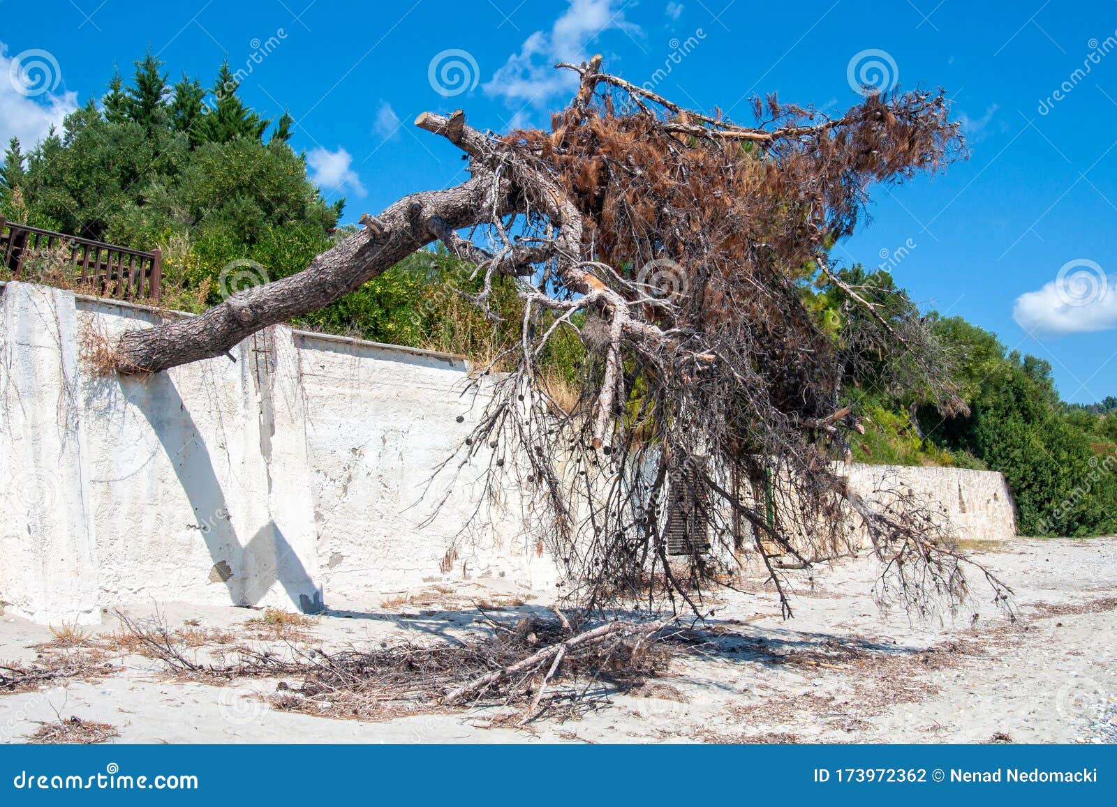 Tree Growing through the Wall Stock Photo - Image of natural, ghost ...