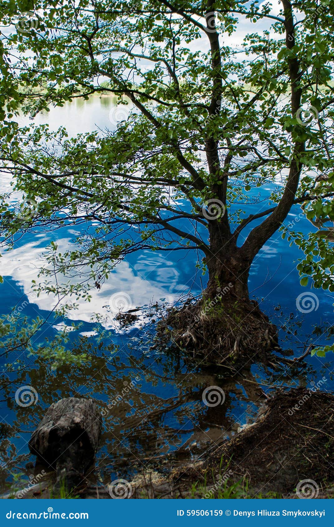 Tree growing in water stock image. Image of cloud, roots - 59506159
